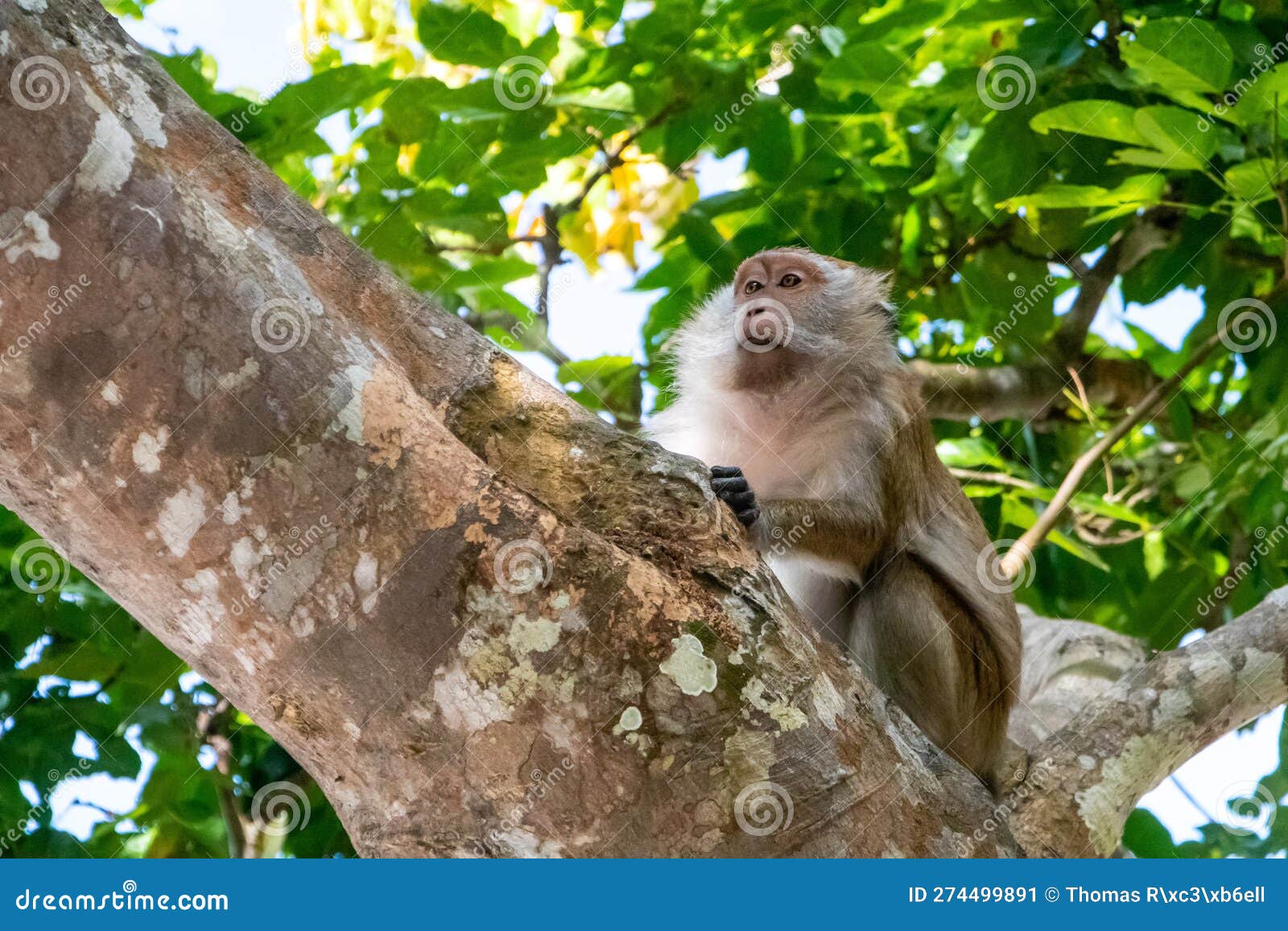 Macaque Monkey in Tree in Langkawi, Malaysia Stock Image - Image of ...