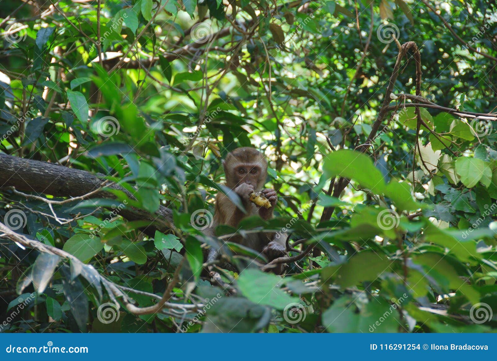Macaque monkey on a tree stock photo. Image of leaf - 116291254