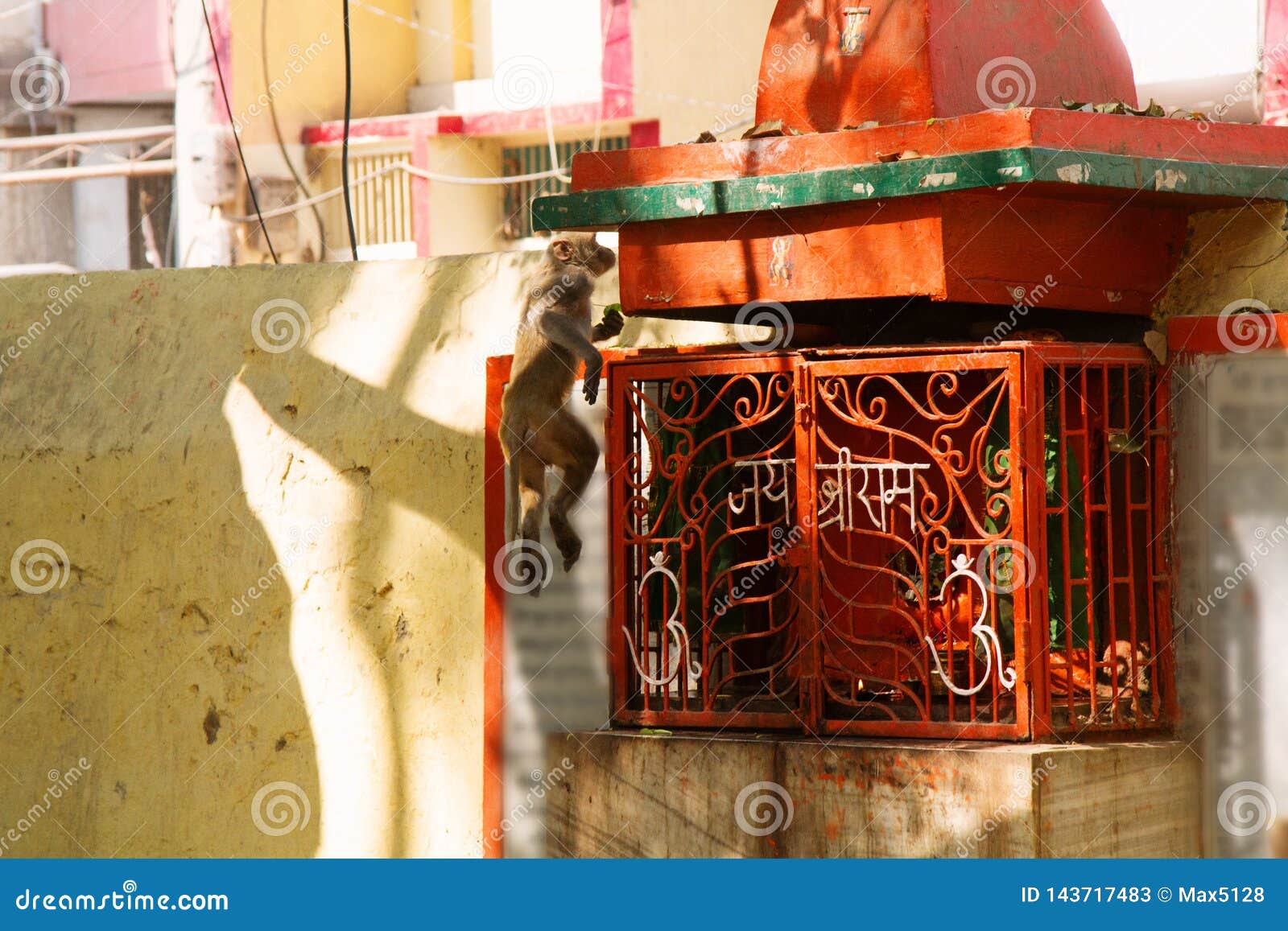 Macaque Monkey is Trying To Extract Something Stock Image - Image of ...