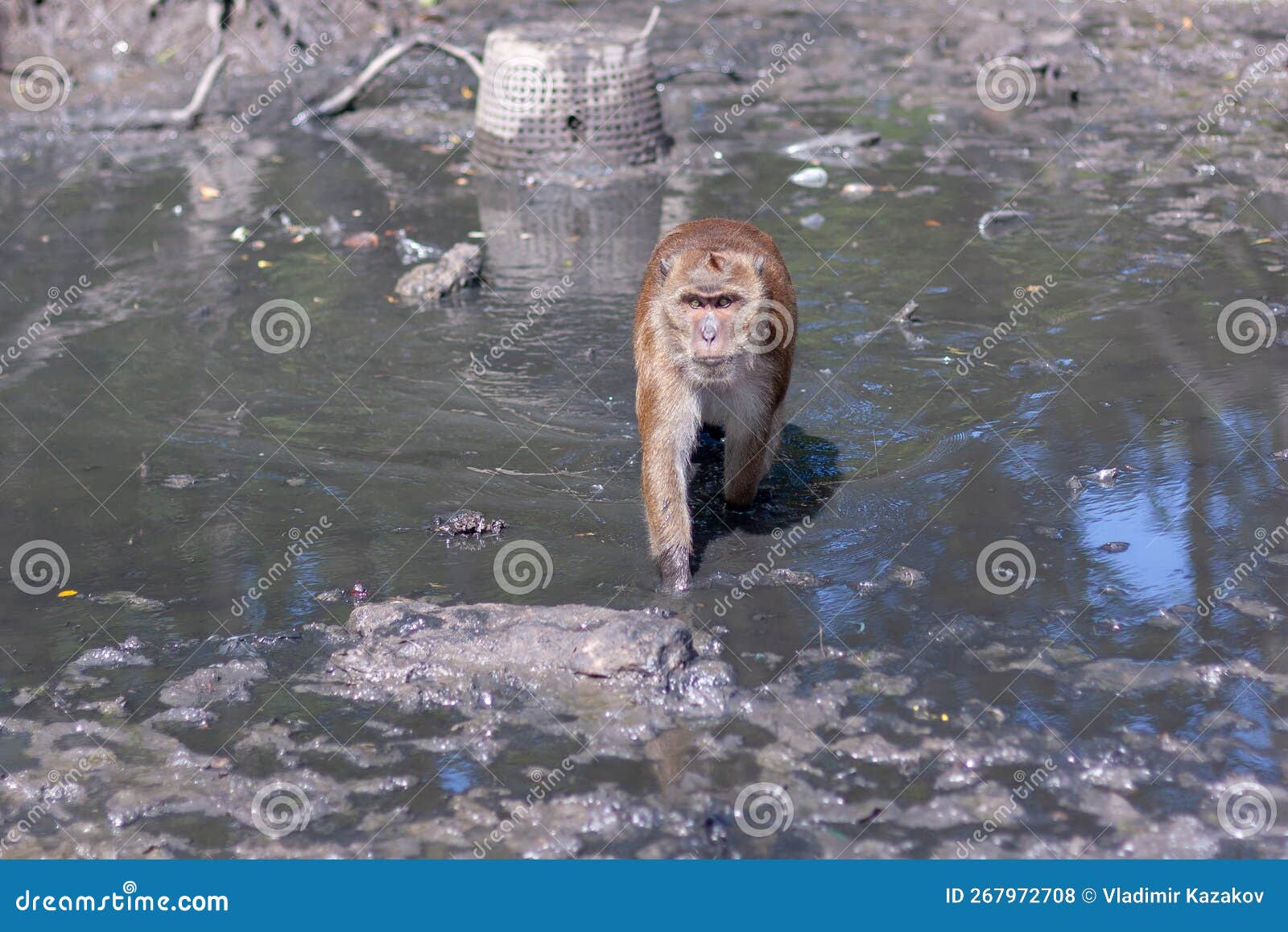 Macaque Monkey Walks through the Water and Mud Towards the Camera ...