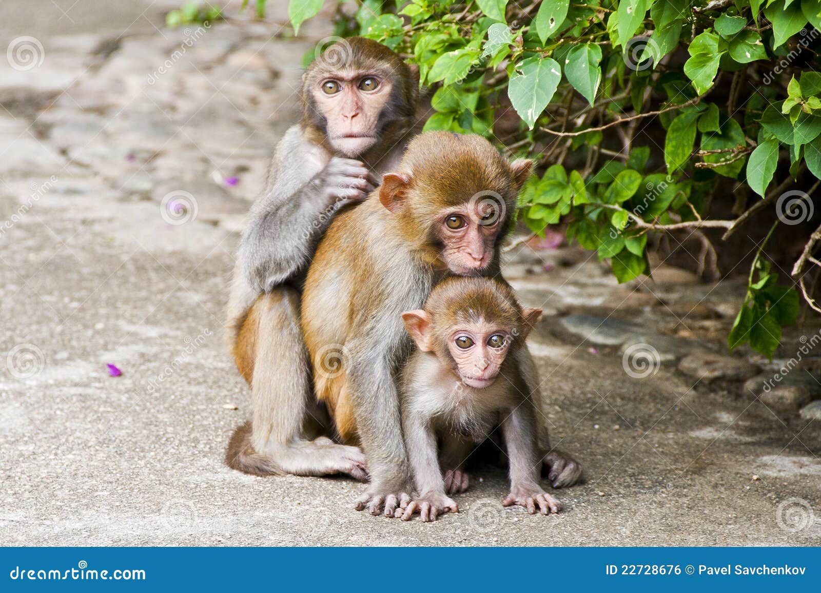 Macaque monkeys stock photo. Image of province, hainan - 22728676