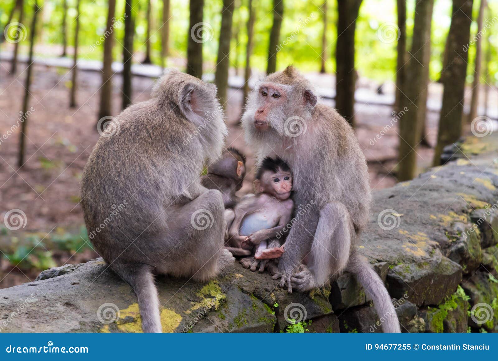 Macaque monkeys with cubs stock image. Image of play - 94677255