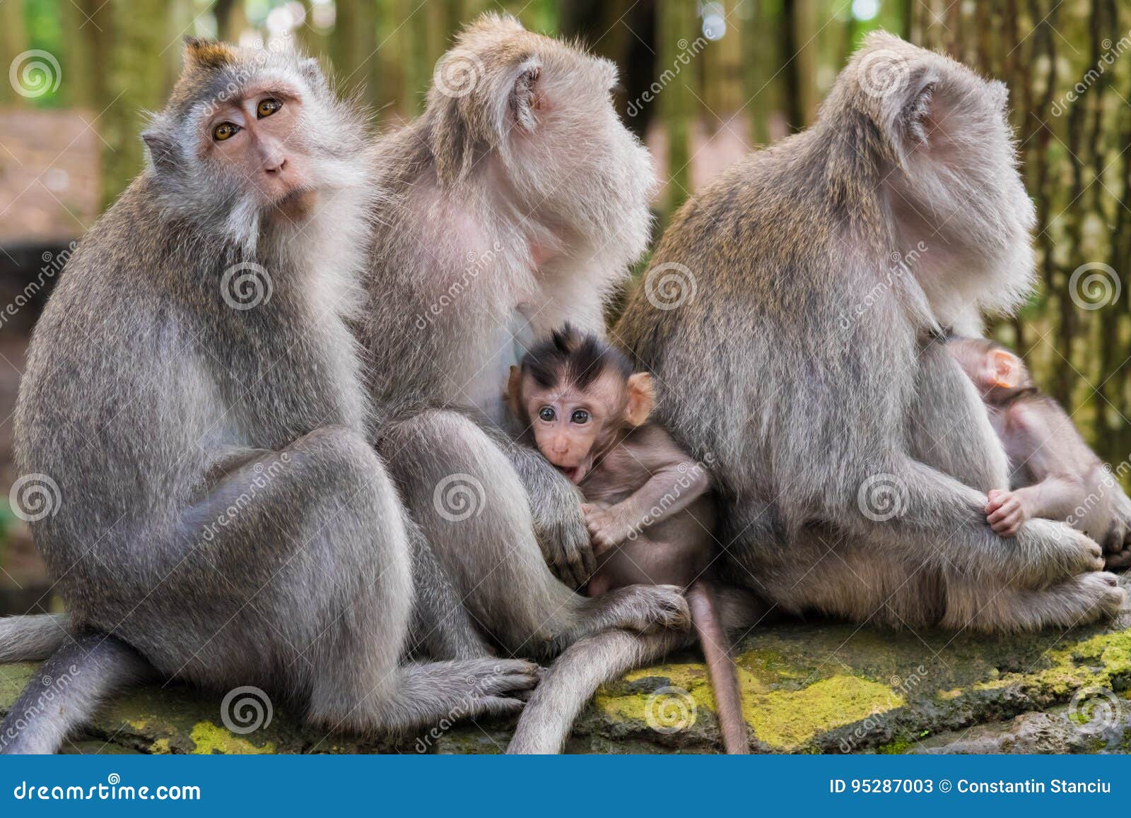Macaque monkeys with cubs stock image. Image of expressive - 95287003