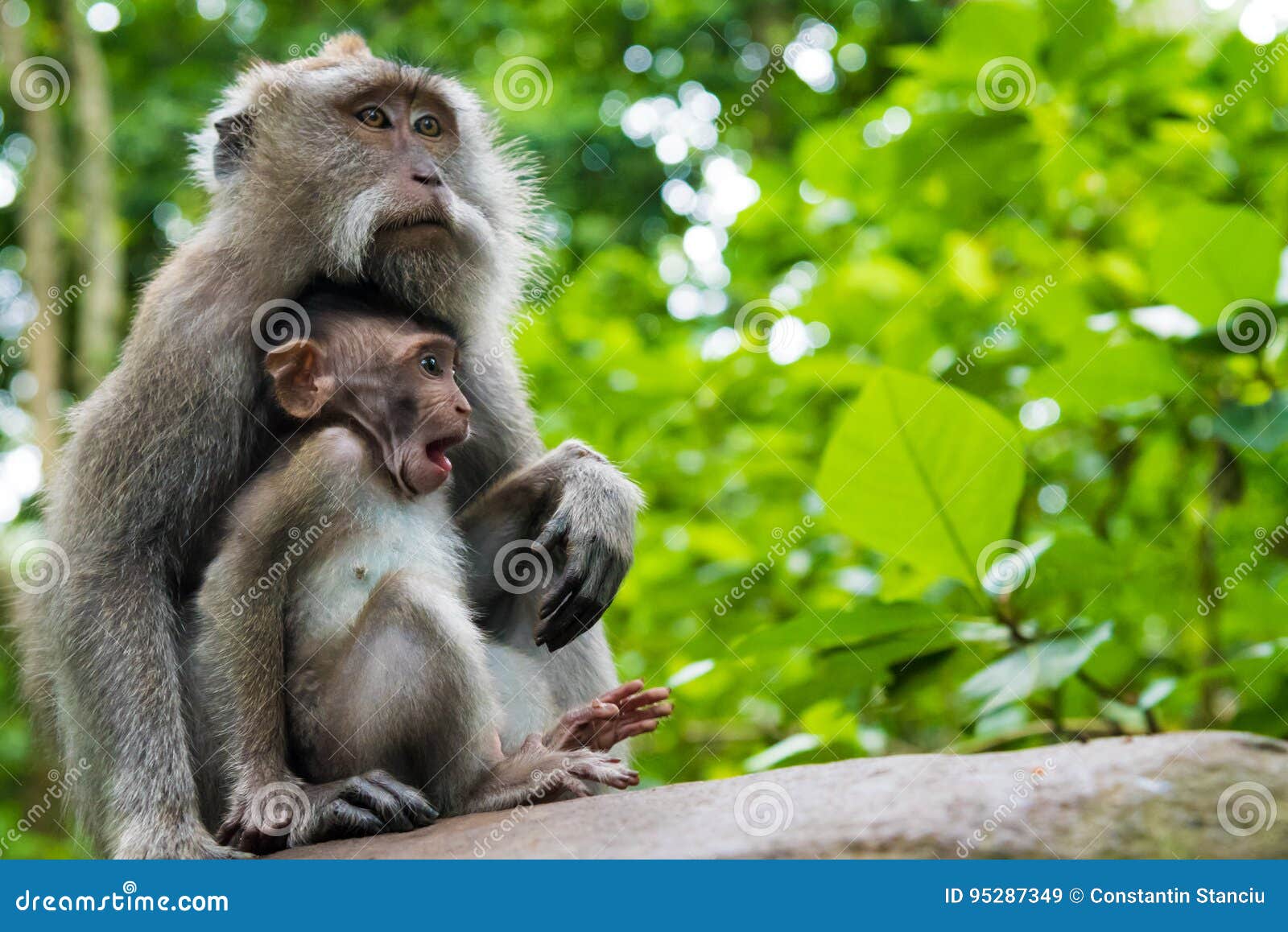 Macaque monkeys with cubs stock image. Image of jungle - 95287349