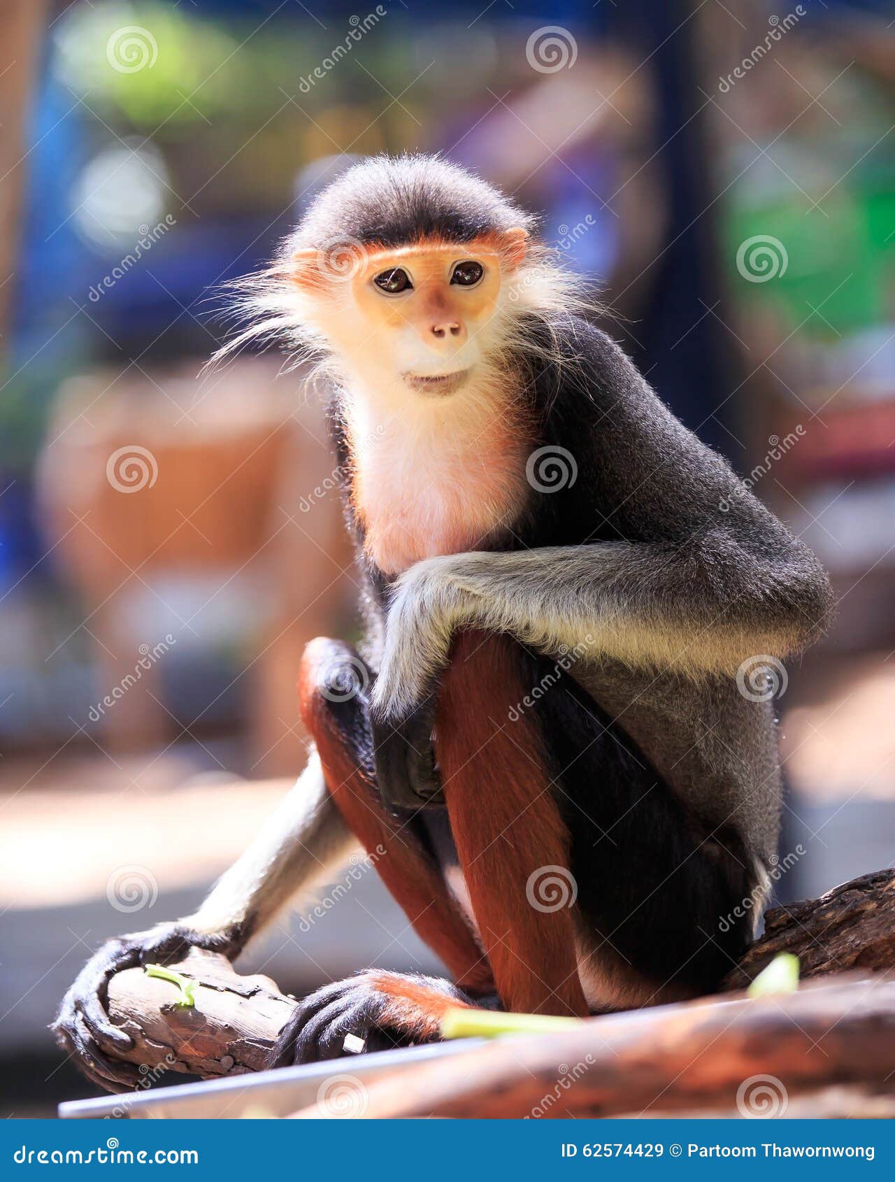 Macaque Monkeys Five Colors(Red-shanked Douc) Stock Image - Image of ...