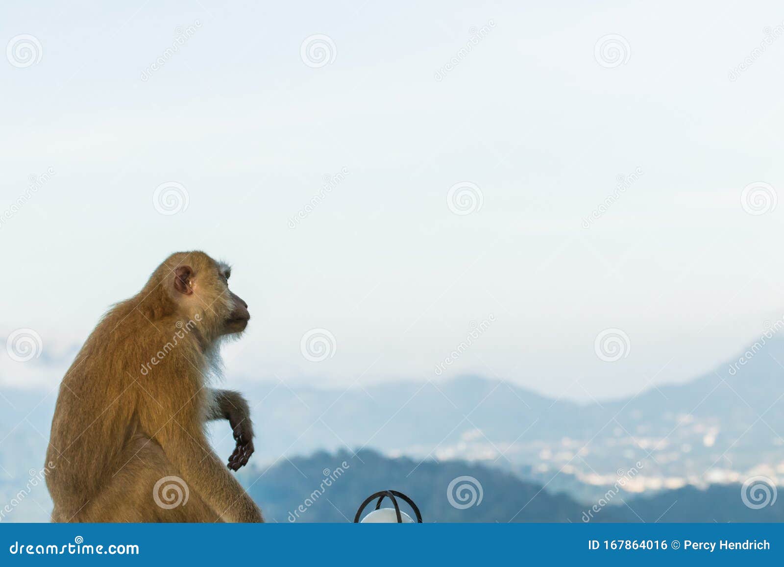 The Macaque Monkeys of Monkey Hill, Phuket Stock Photo - Image of ...