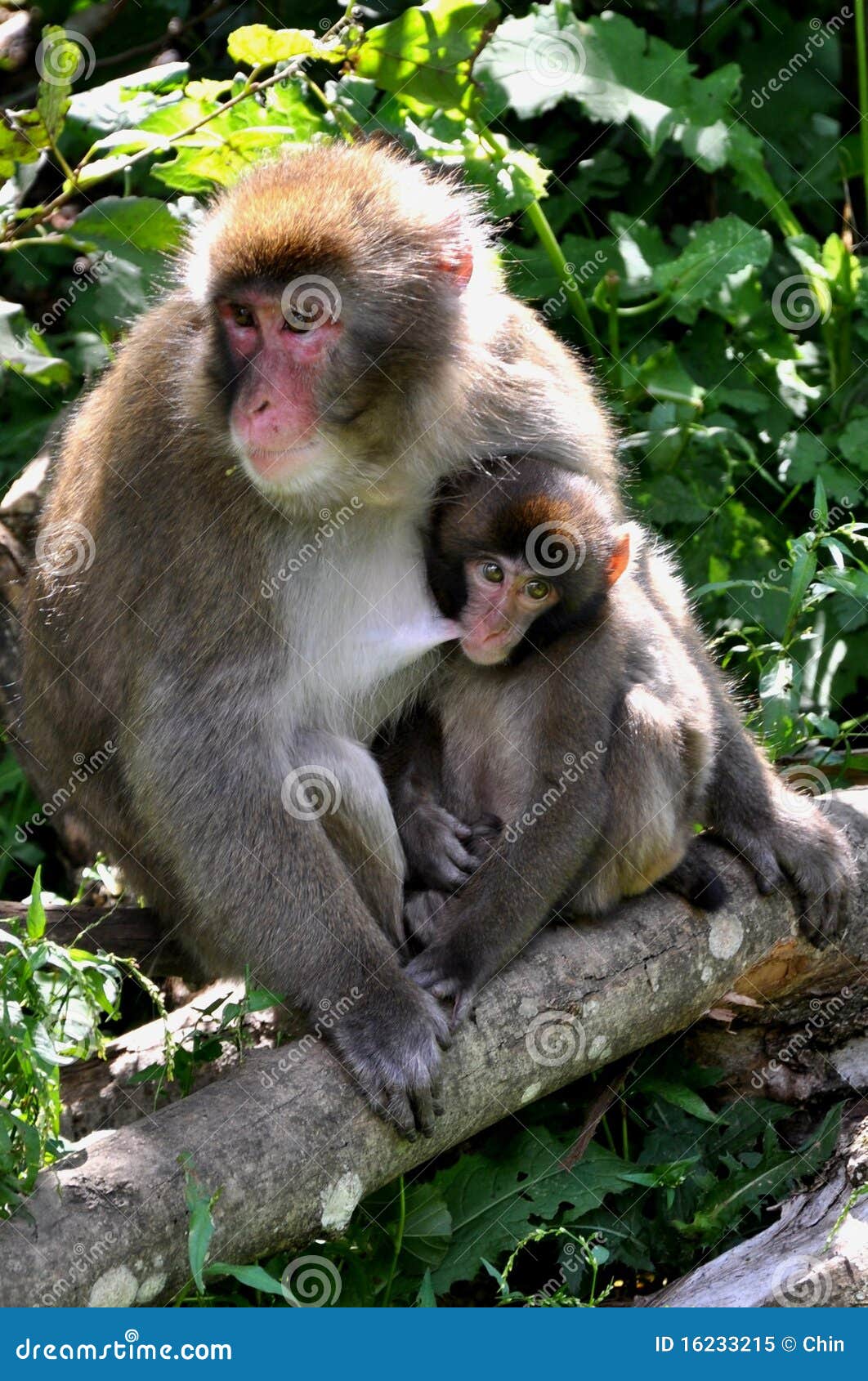 Macaque Monkeys, Mother with Baby Stock Image - Image of macaque, water ...