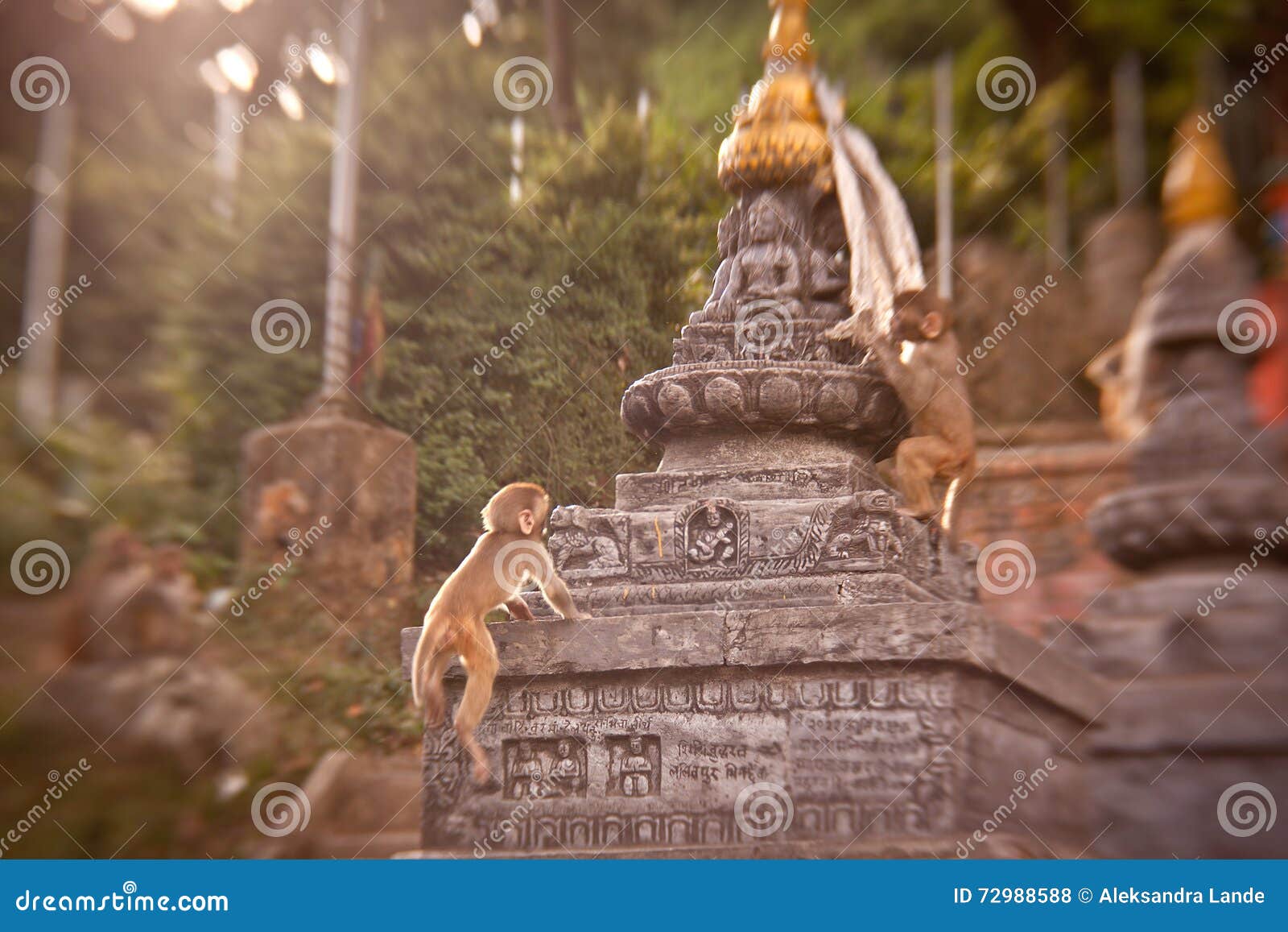 Macaque Monkeys at Swayambhunath Monkey Temple Editorial Stock Photo ...