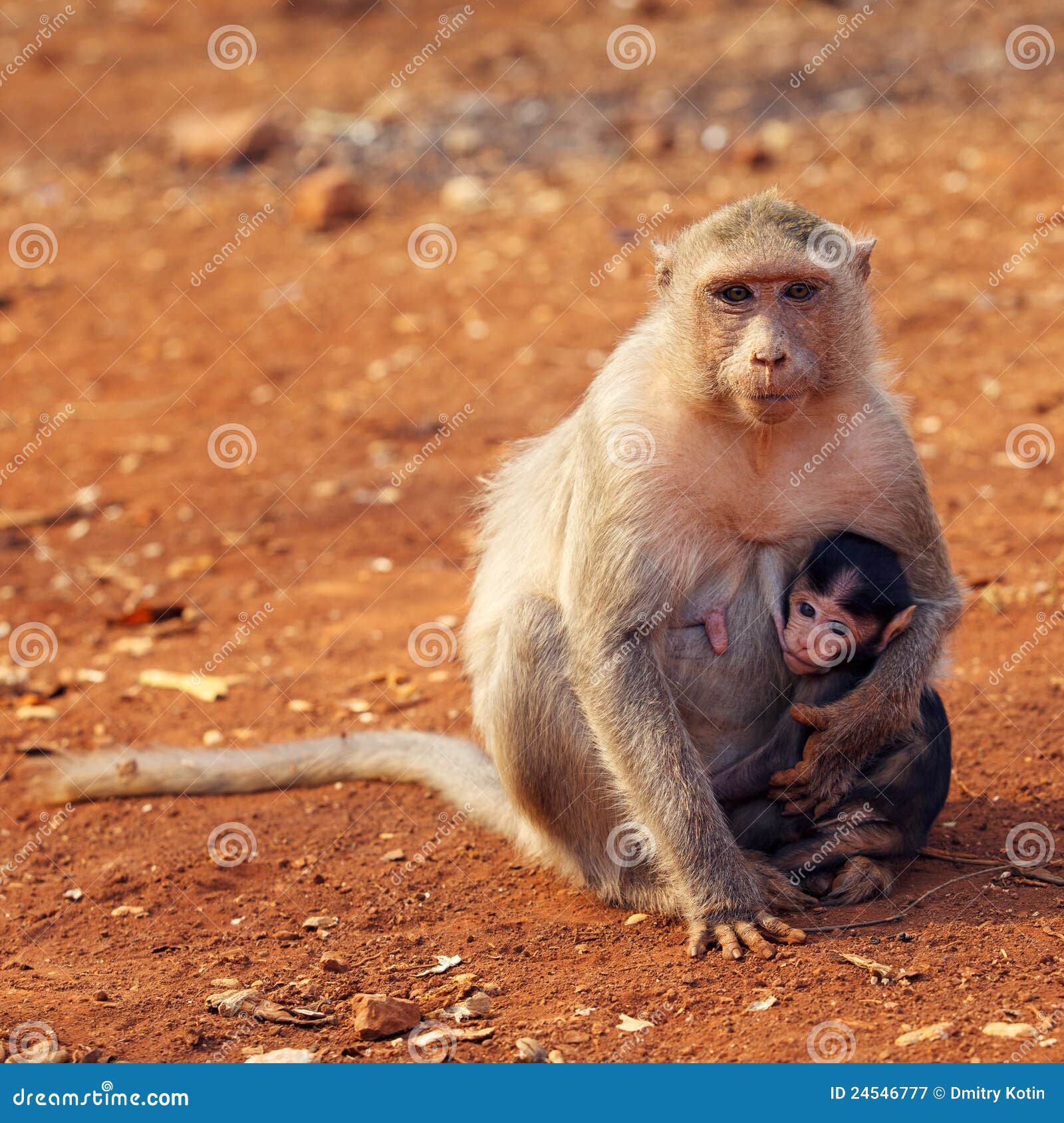 Macaque mother and baby stock image. Image of national - 24546777