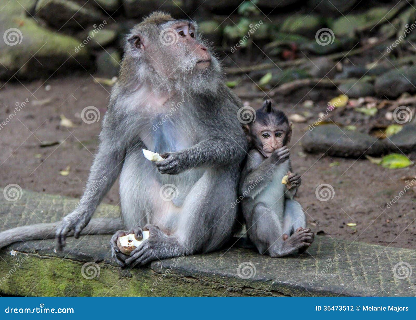 Macaque Mother Monkey and Child Stock Photo - Image of gray, mammals ...