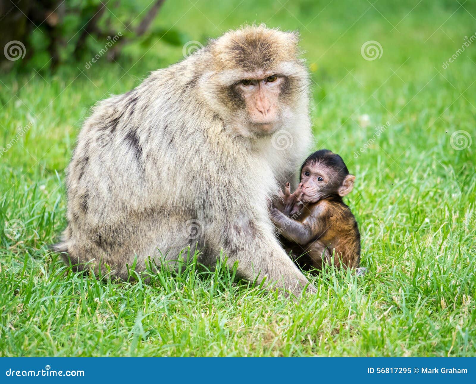Macaque mother and infant stock image. Image of monkey - 56817295