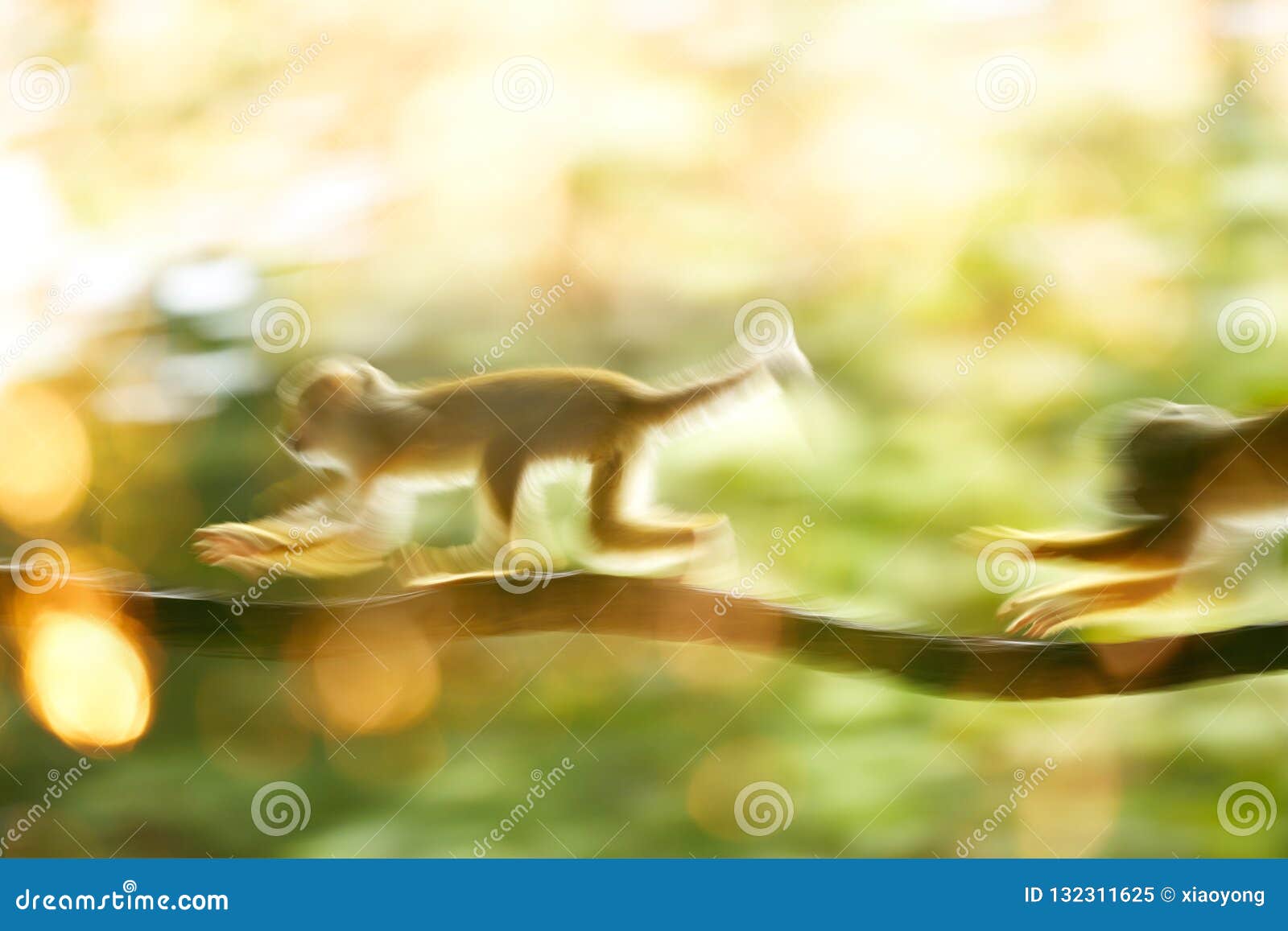 Macaque in motion stock image. Image of wildlife, playing - 132311625