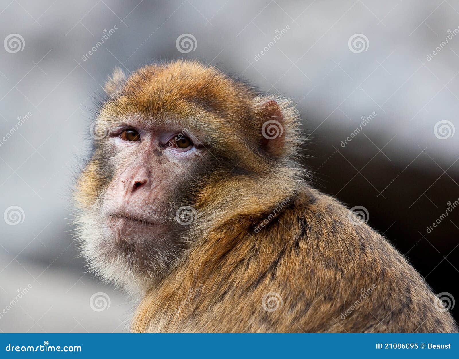 Macaque portrait stock image. Image of monkey, macaque - 21086095