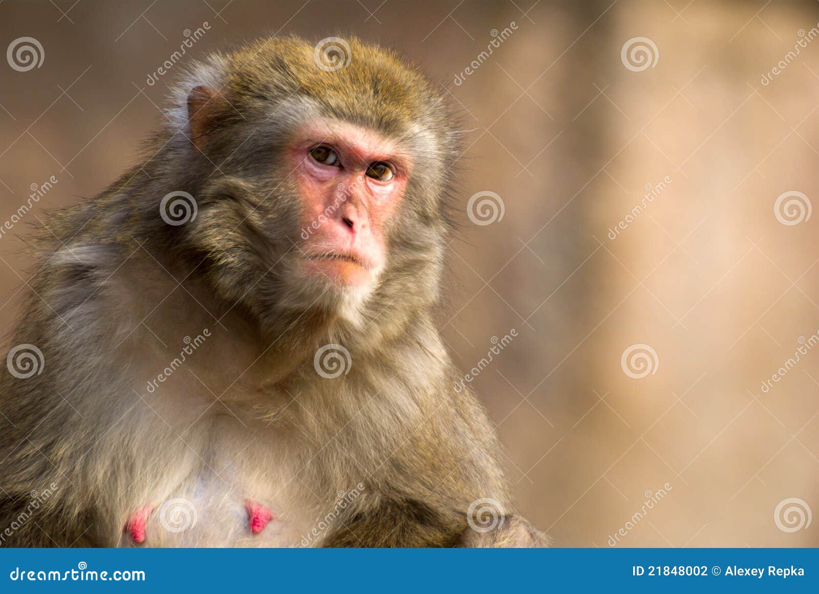 Macaque portrait stock photo. Image of pensive, animal - 21848002