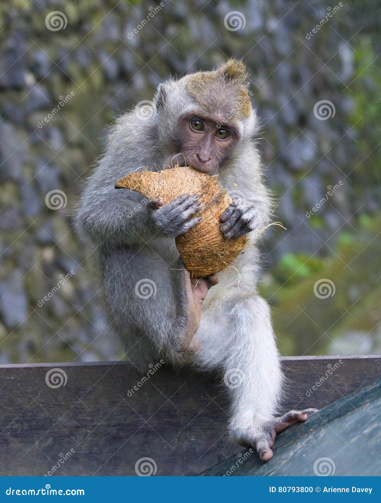 Macaque Que Come El Coco En El Bosque Del Mono, Ubud Foto de archivo ...