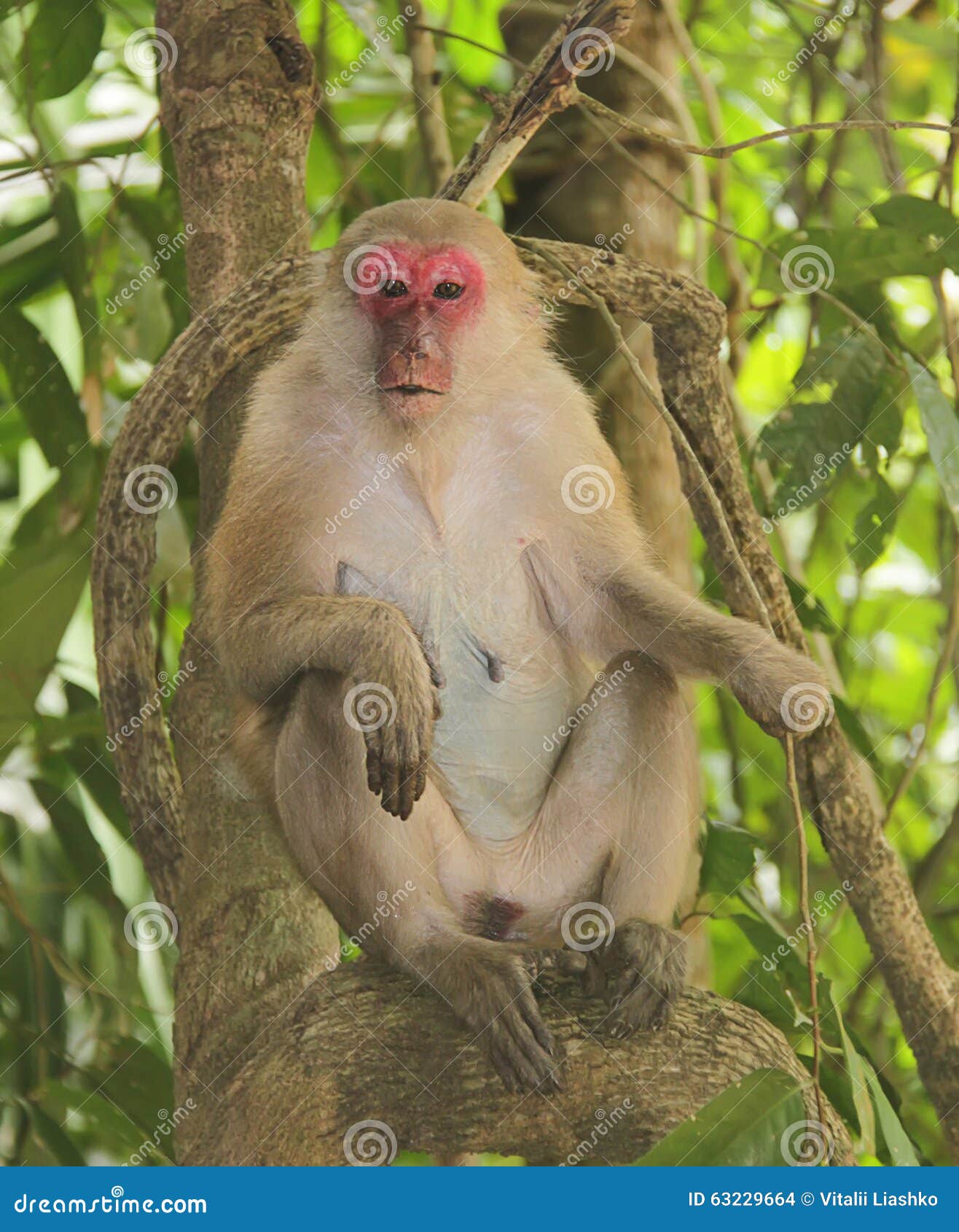 Macaque with Red Muzzle in a Tree Stock Photo - Image of hair, muse ...