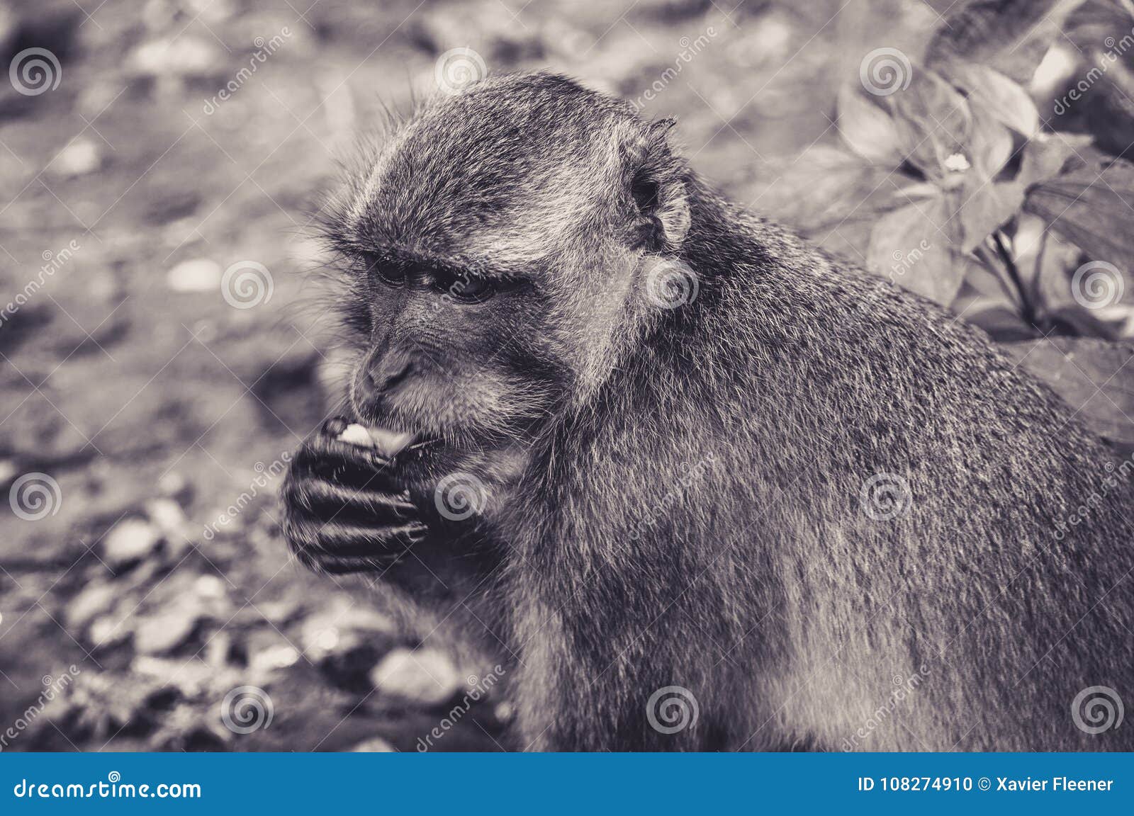 Macaque Reservado Que Prueba Una Fruta Foto de archivo - Imagen de cara ...