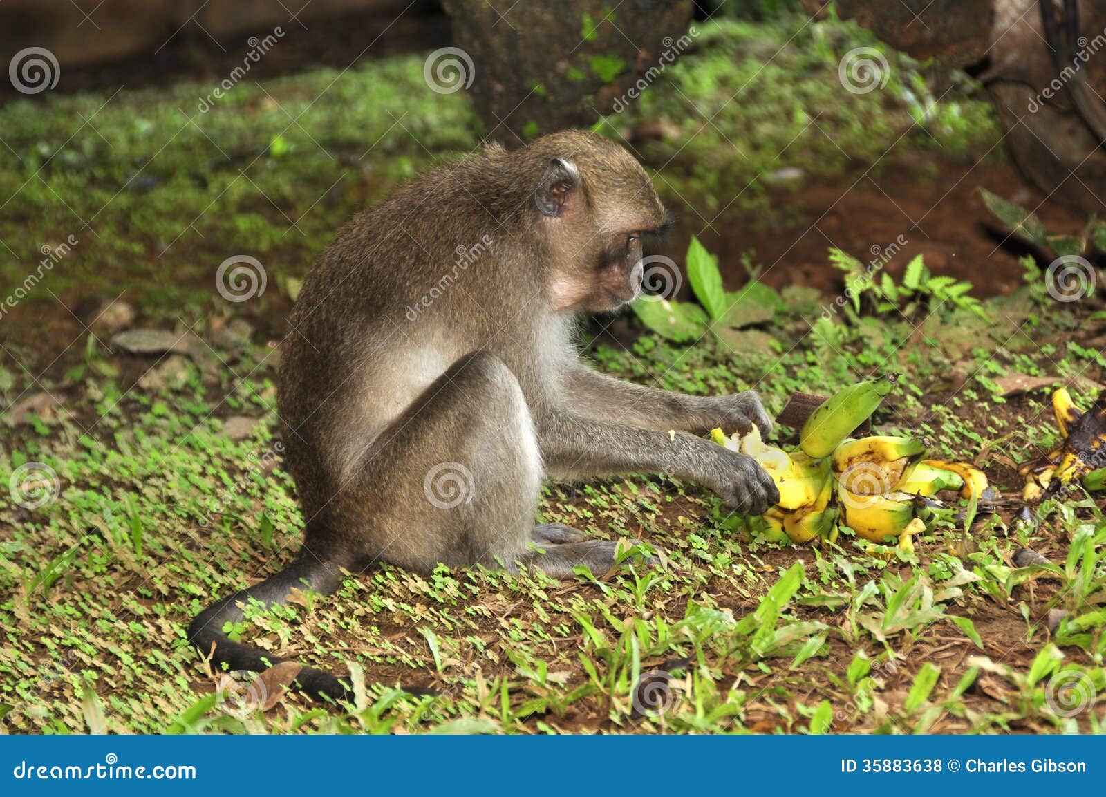 Macaque, Rhesus (Macaca Mulatta) Stock Photo - Image of rhesus, primate ...