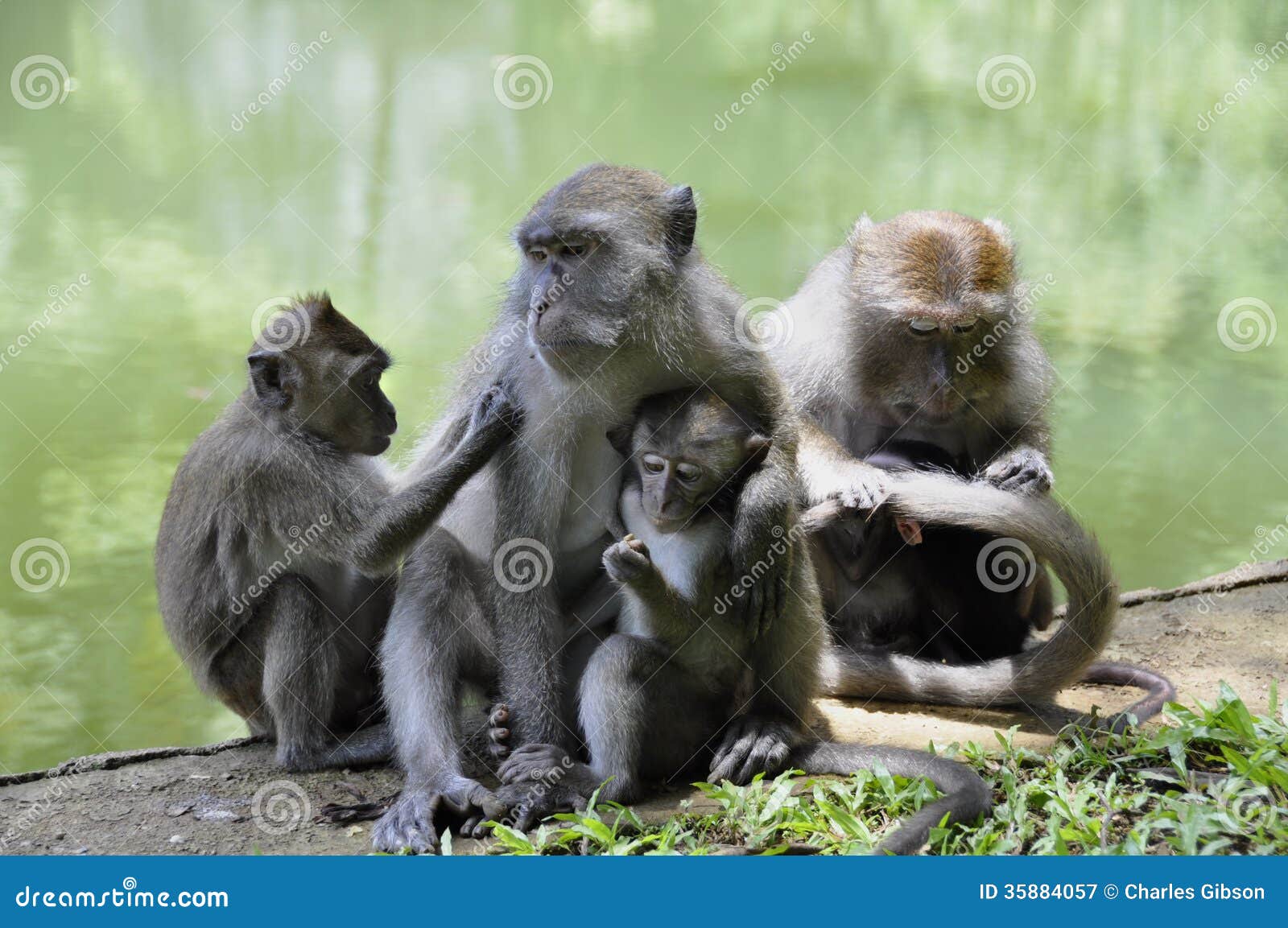 Macaque, Rhesus (Macaca Mulatta) Stock Image - Image of primate ...