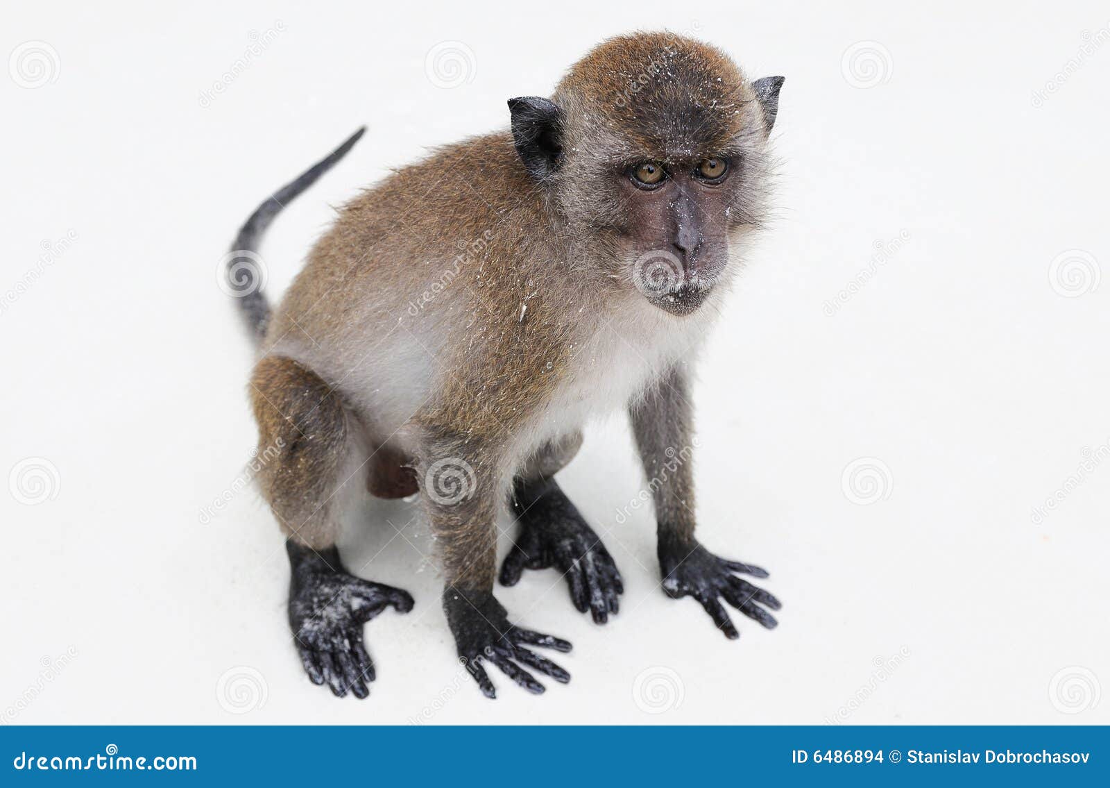Macaque Seul Sur L'isolement Blanc Photo stock - Image du singe, primat ...