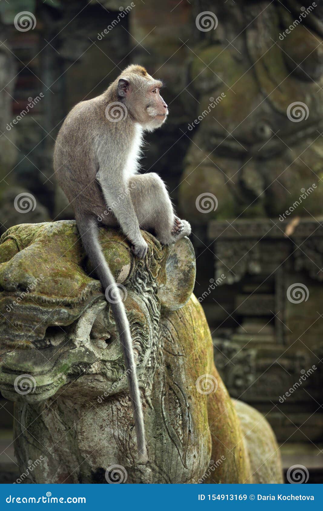 Macaque Sitting on an Ancient Statue Stock Image - Image of macague ...