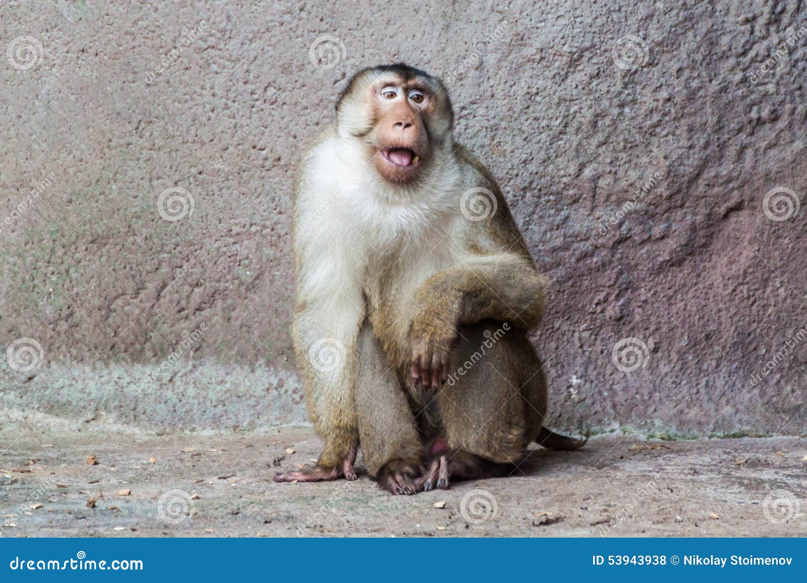 Macaque stock photo. Image of brown, macaque, primate - 53943938