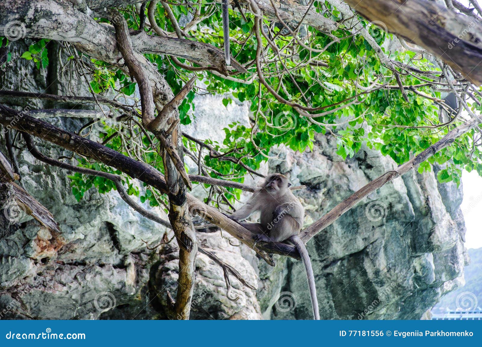 Macaque Sitting on a Mangrove Tree. Macaca Fascicularis Stock Photo ...