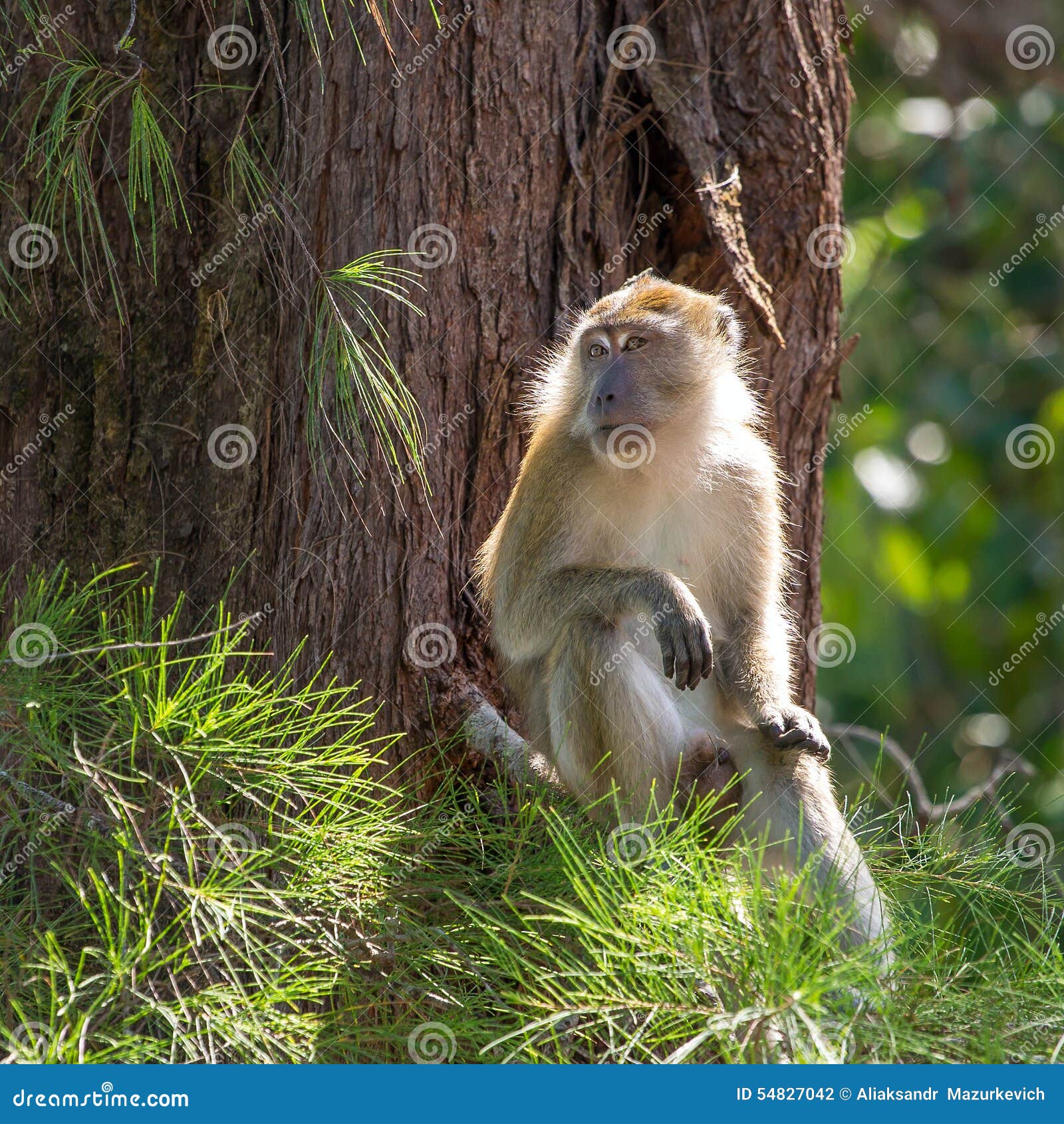 Macaque Sitting on a Tree in Gunung Leuser National Park Stock Photo ...
