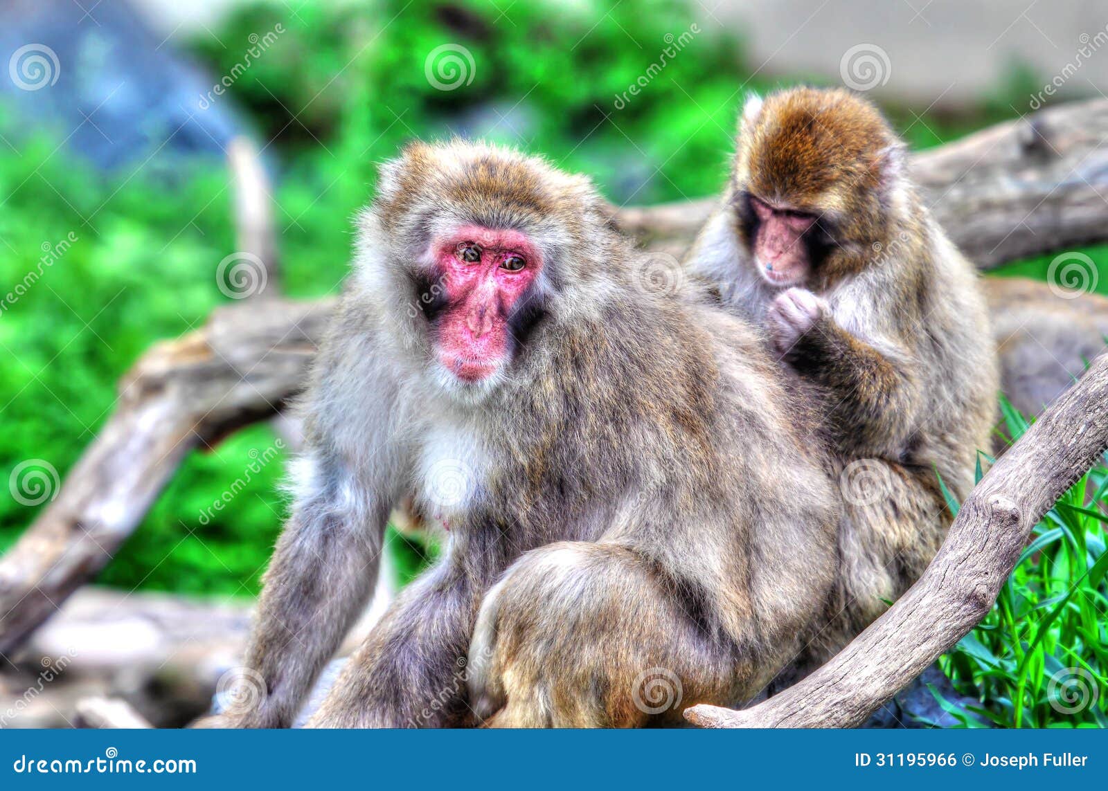 Macaque (Snow) Monkey S in High Dynamic Range Hdr Stock Photo - Image ...