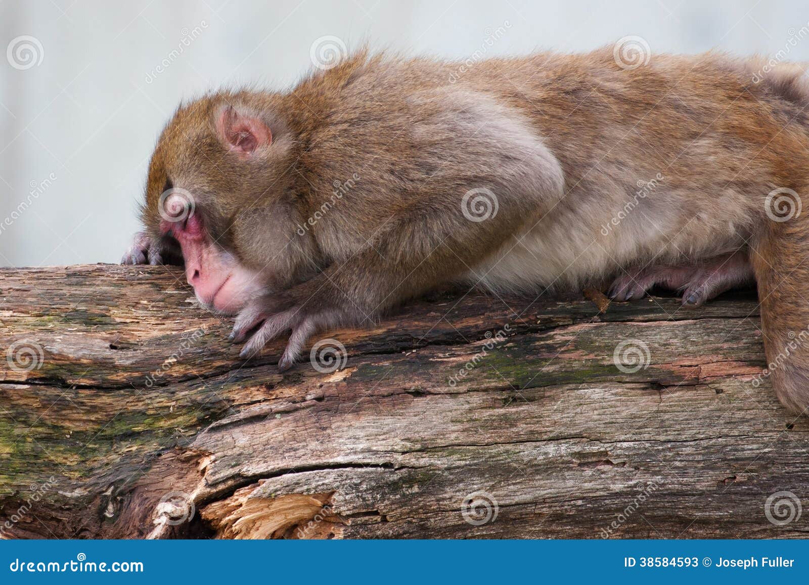 Macaque (Snow) Monkey S Taking a Nap Stock Image - Image of travel ...