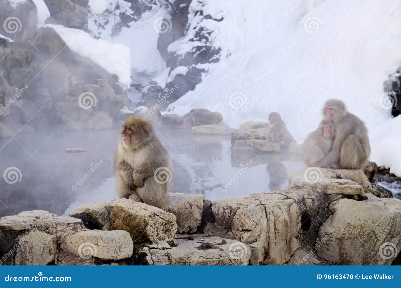 Macaque Snow Monkeys stock photo. Image of primate, monkey - 96163470