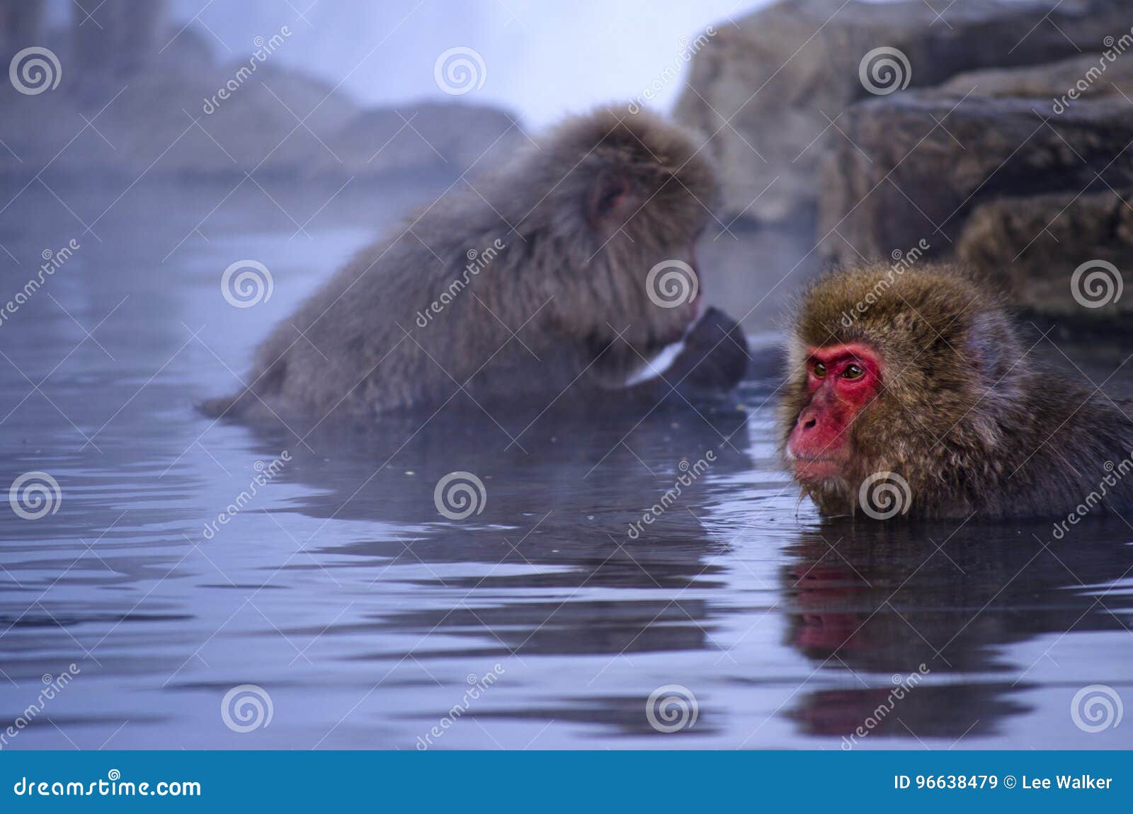 Macaque Snow Monkey in Water Stock Image - Image of nature, chewing ...