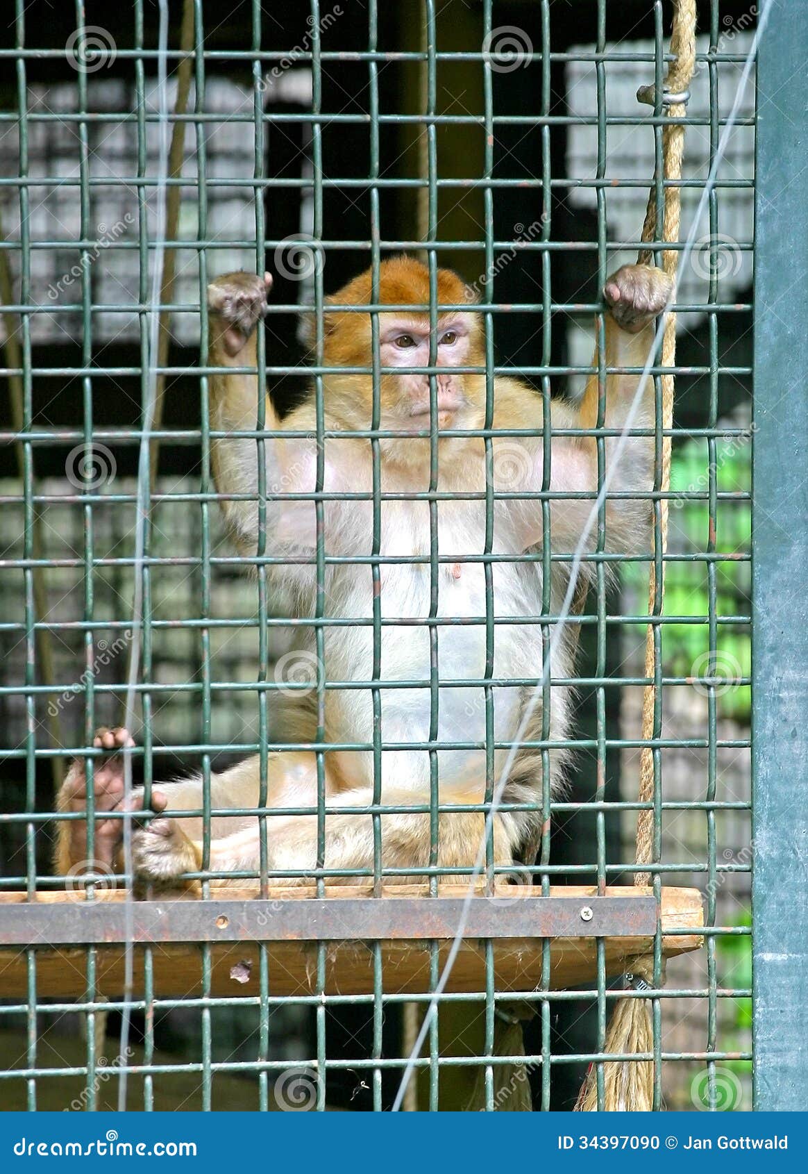 Macaque stock photo. Image of barbary, wildlife, hair - 34397090