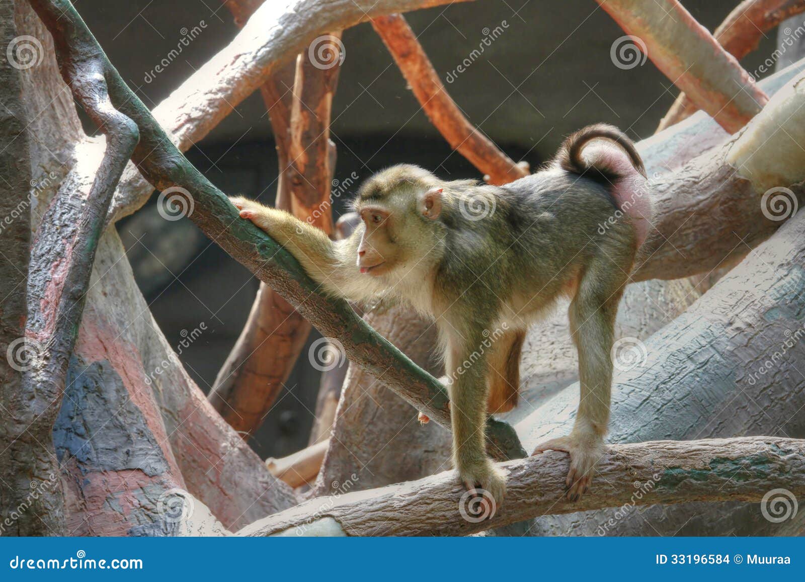 Macaque stock photo. Image of captive, animal, branch - 33196584