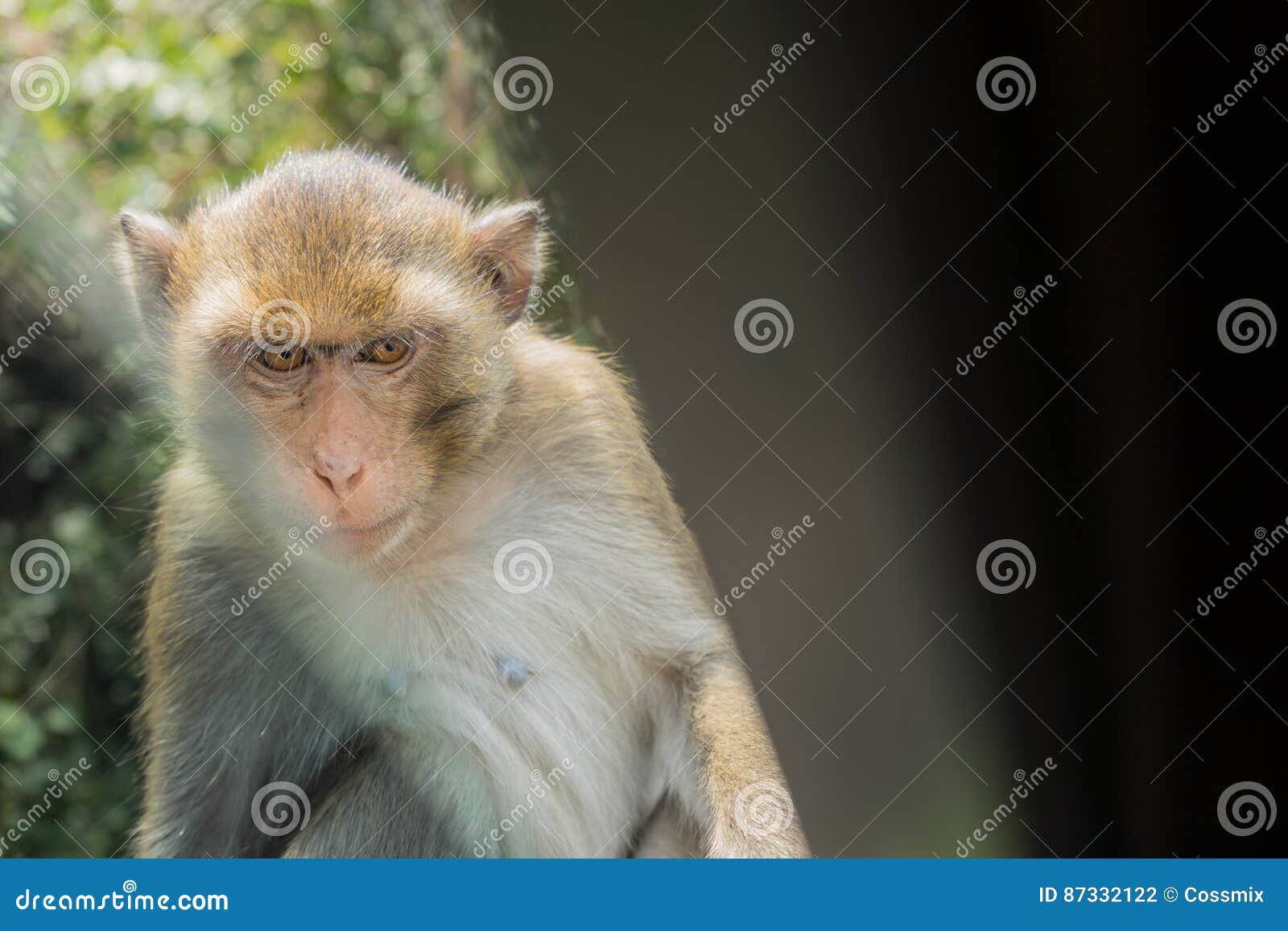 Macaque staring eye stock photo. Image of asian, face - 87332122