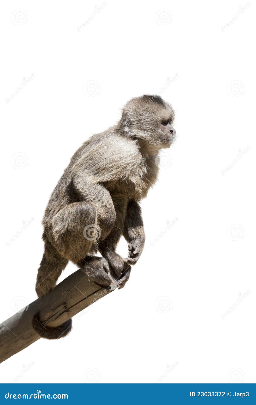 Macaque in a tree isolated stock photo. Image of mammal - 23033372
