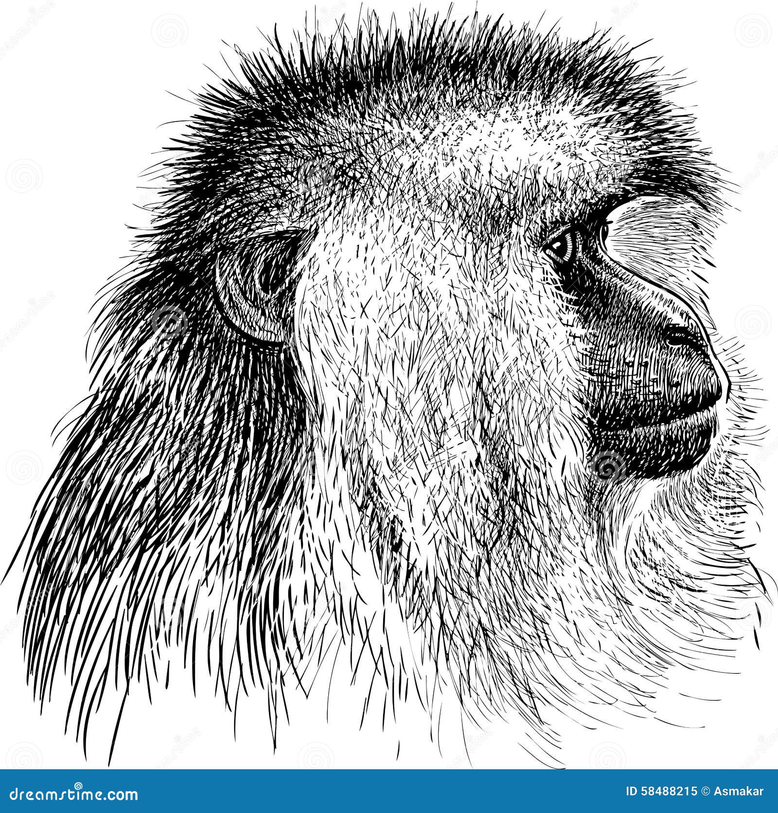 Macaque stock vector. Illustration of wildlife, portrait - 58488215