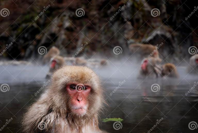 Macaques stock image. Image of mirror, asian, onsen, graphics - 19702693