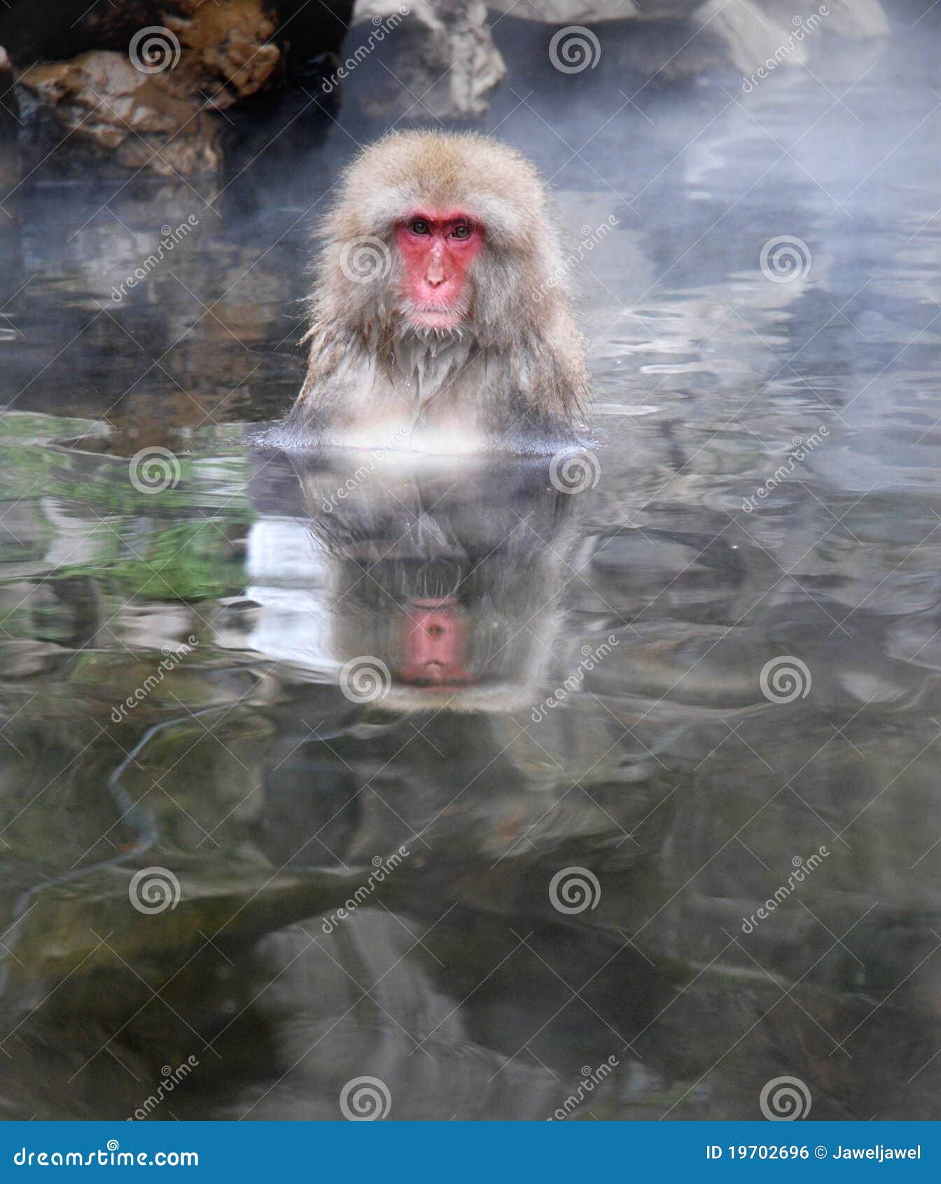 Macaques stock photo. Image of bathing, macaque, mammal - 19702696