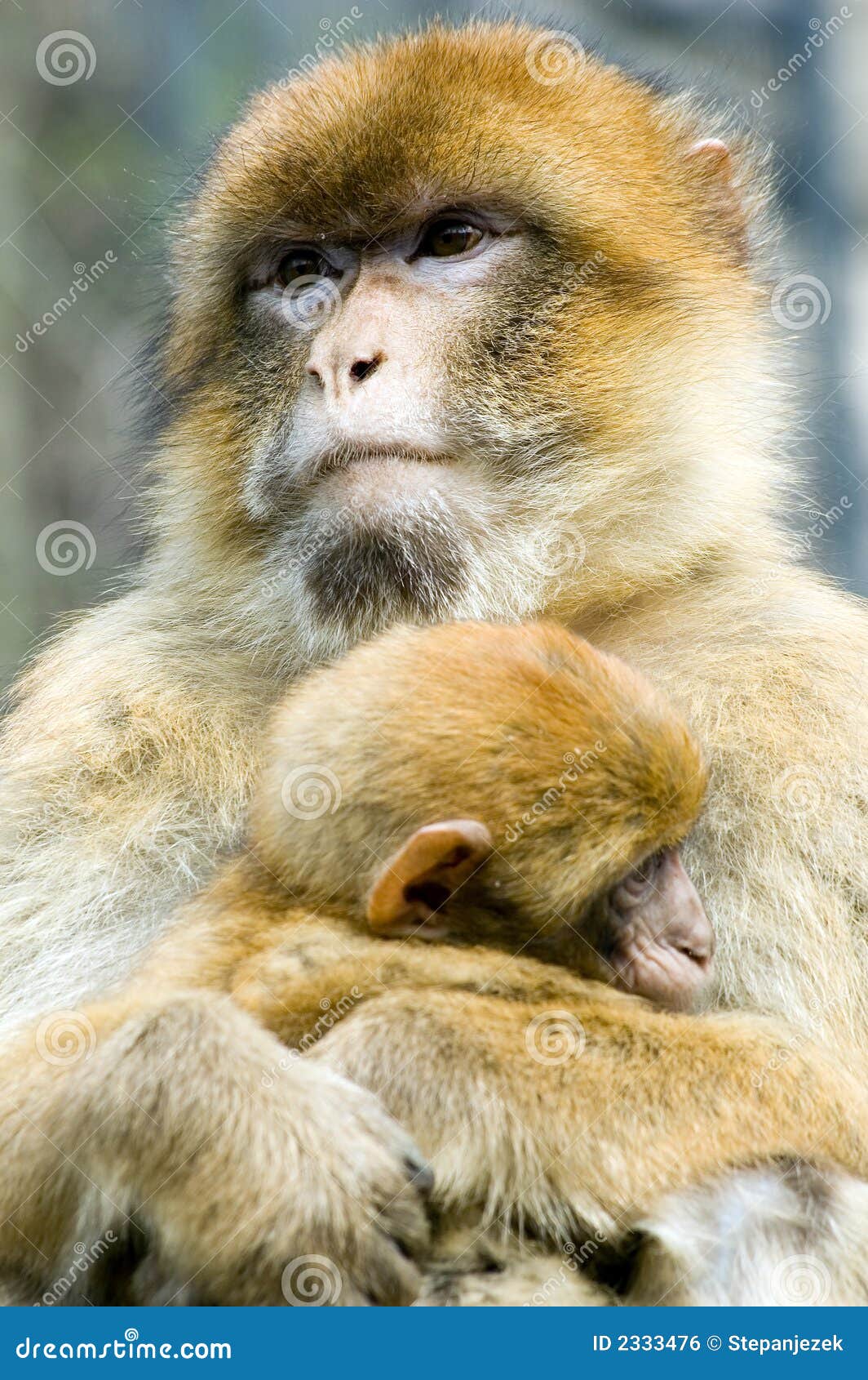 Macaques stock photo. Image of closeup, macaque, embracement - 2333476