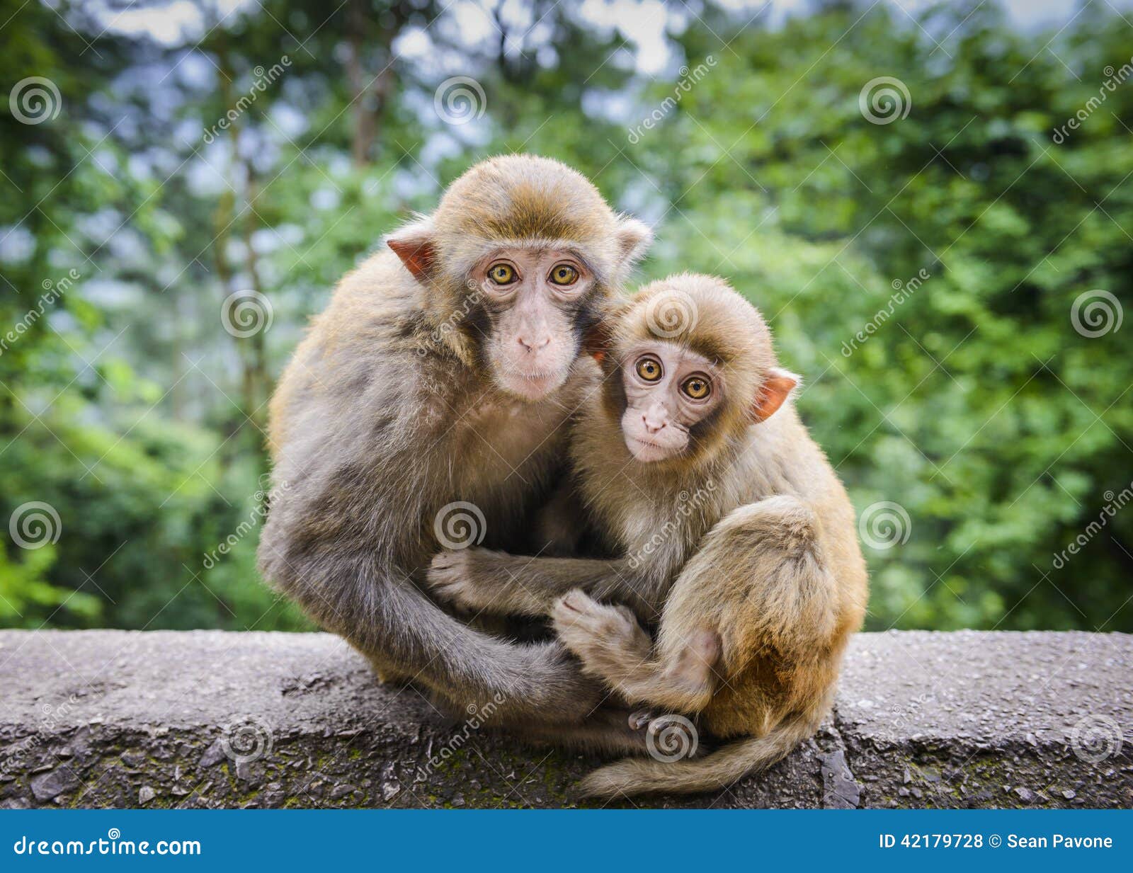 Macaques in China stock photo. Image of asian, wild, mammals - 42179728