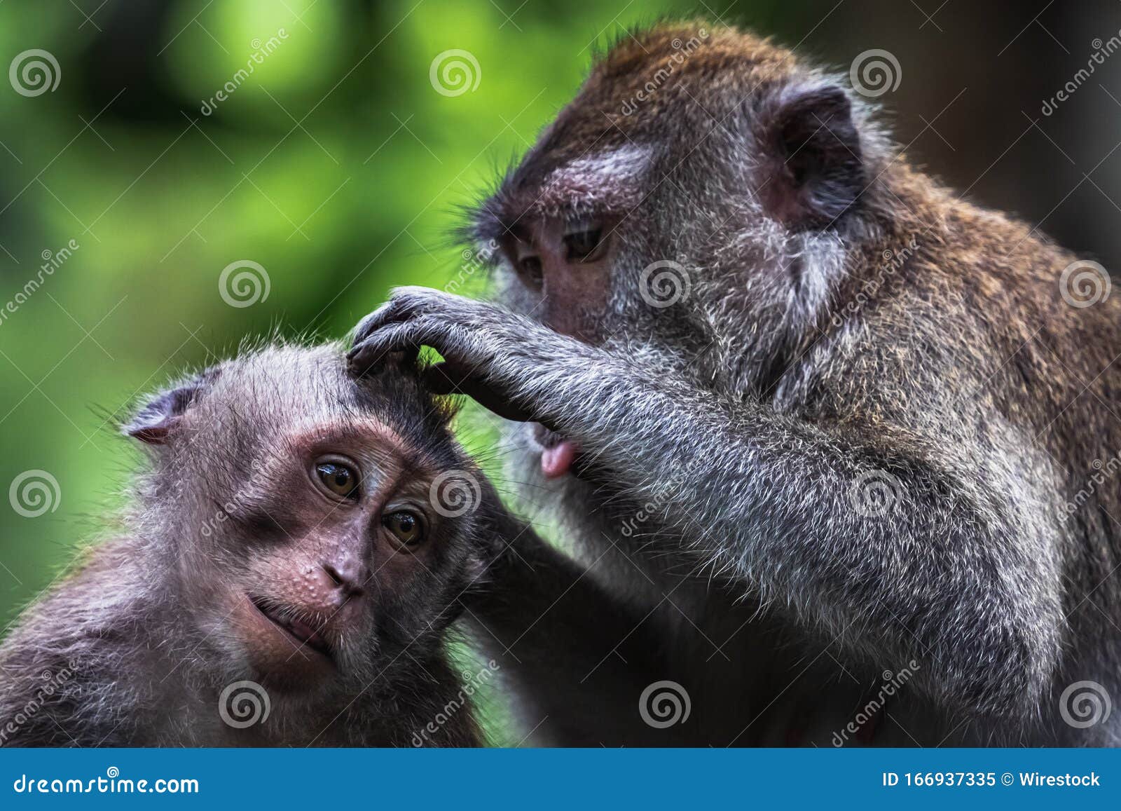 Macaques Engaging in Classic Grooming Behavior in Ubud Monkey Forest ...