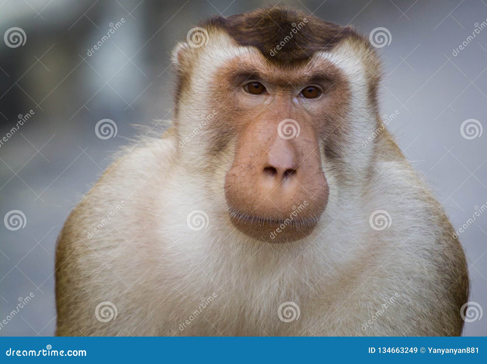 Macaques Staring In The Distance At Uluwatu Temple, Bali Stock Photo ...
