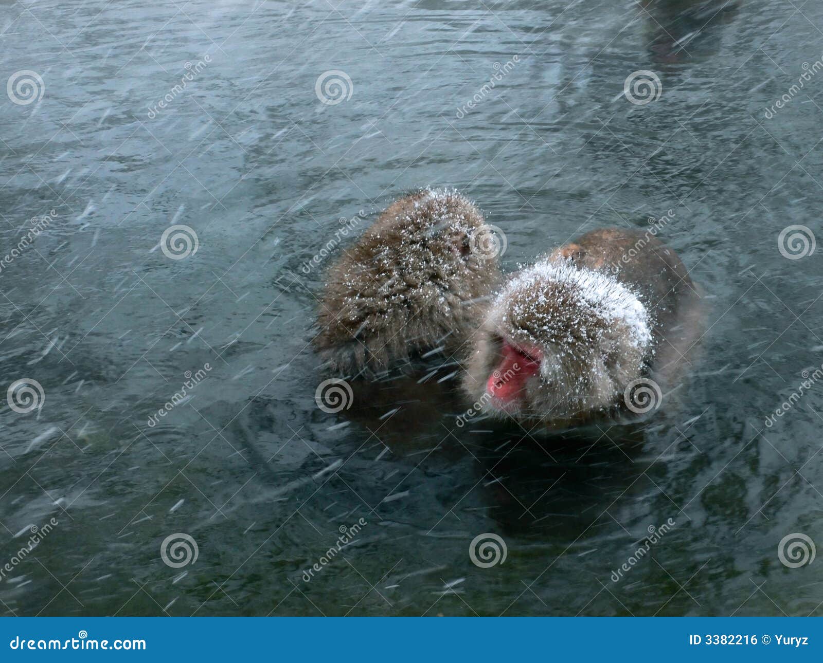 Macaques in hot spring stock photo. Image of onsen, rocks - 3382216