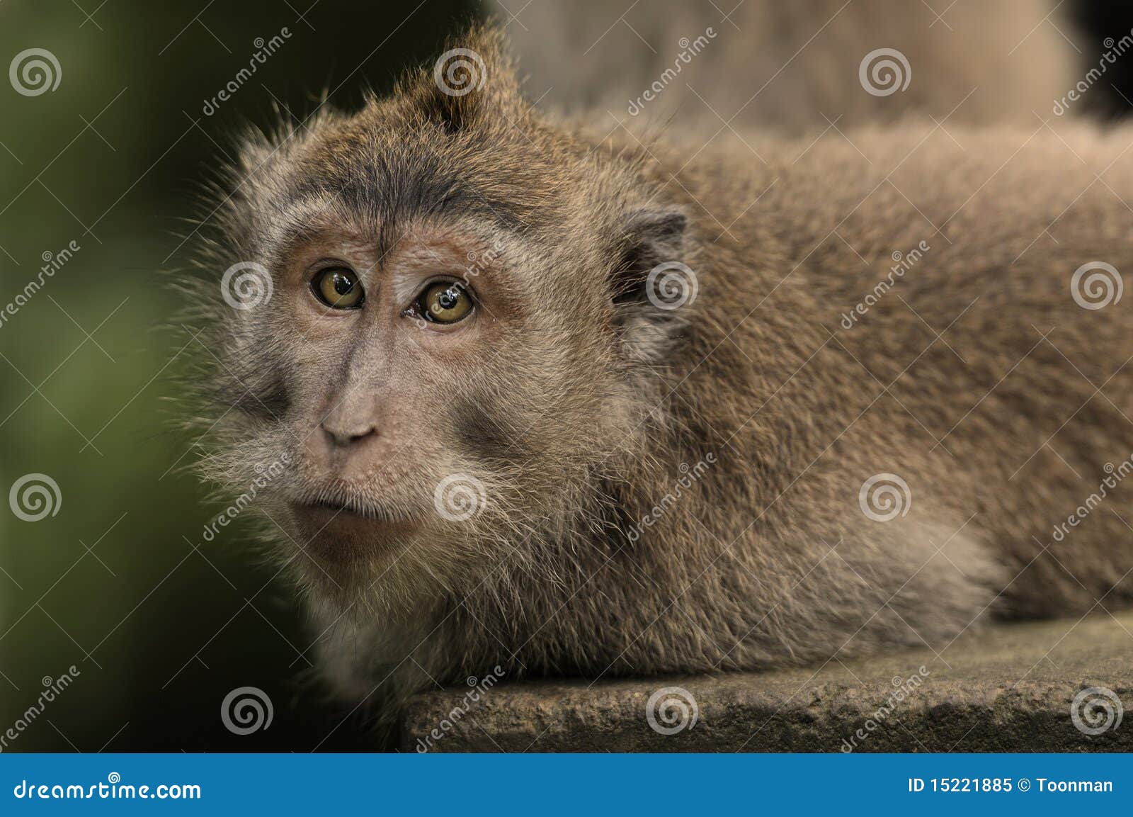 Macaques Monkey stock image. Image of faces, animal, nature - 15221885