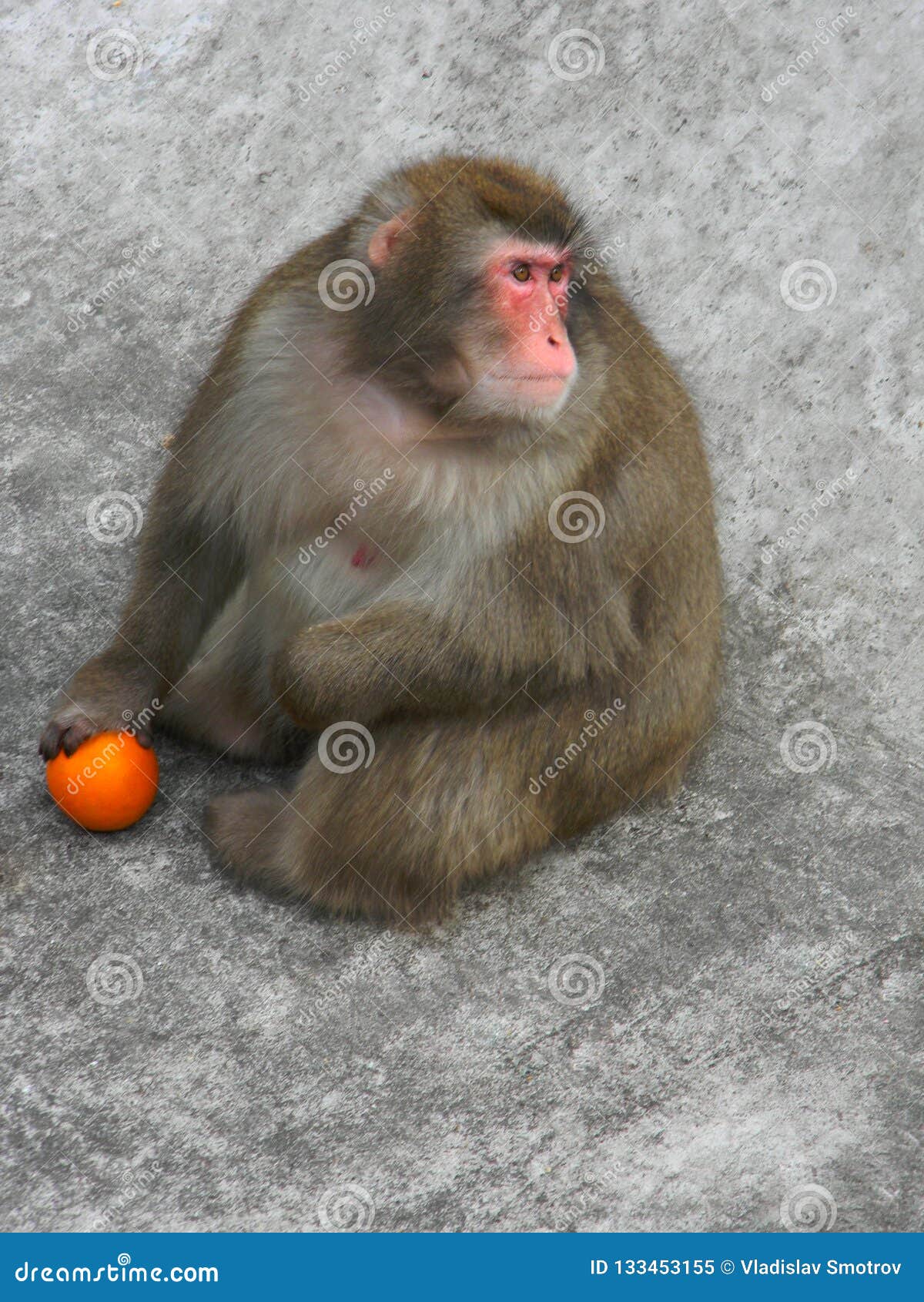 Macaques with orange stock image. Image of bird, wildlife - 133453155
