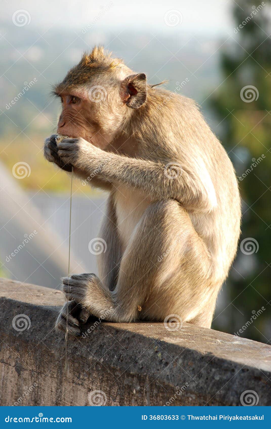 Macaques Thai monkey stock image. Image of mammal, sitting - 36803633