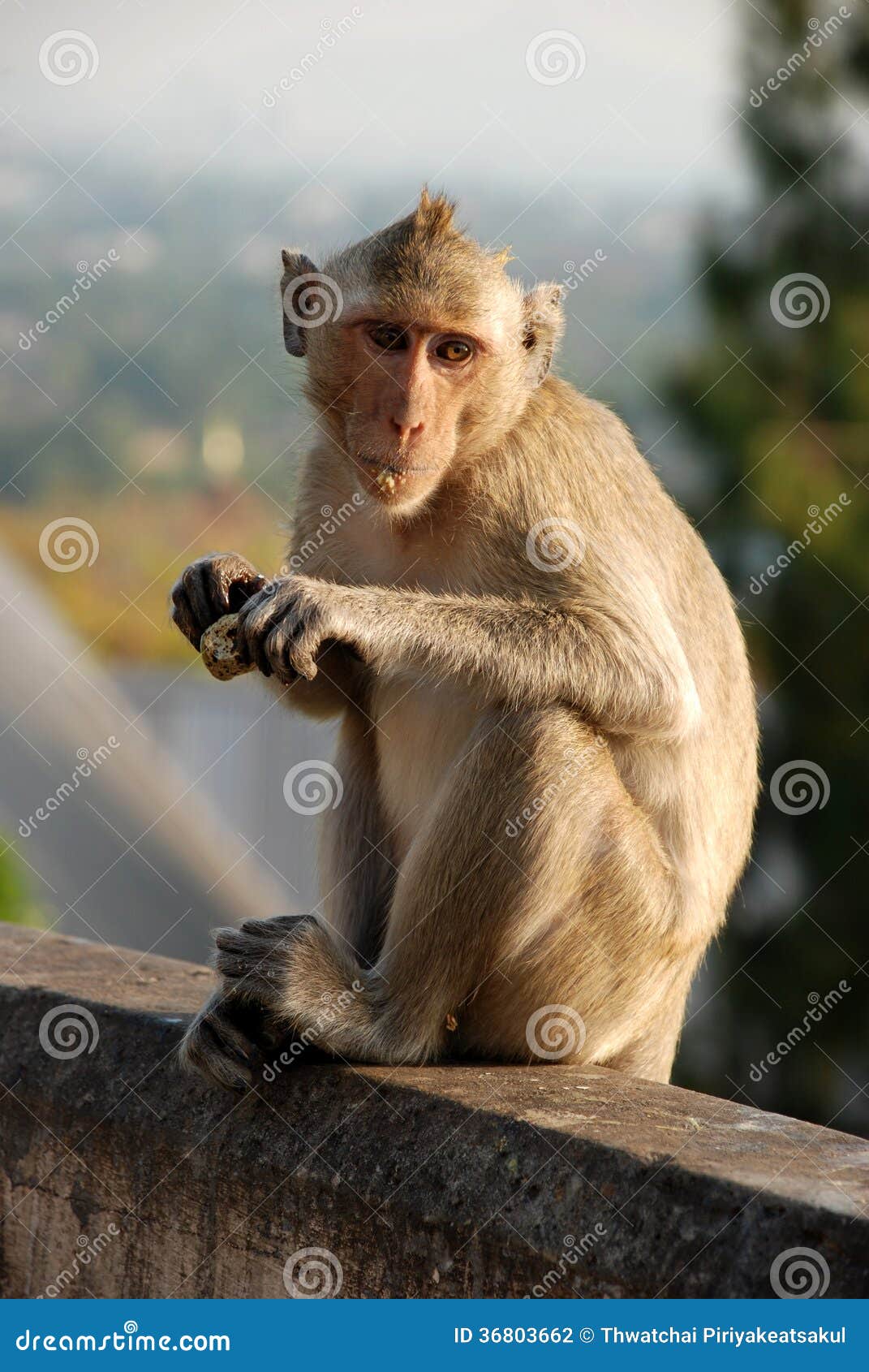 Macaques Thai monkey stock photo. Image of stone, look - 36803662
