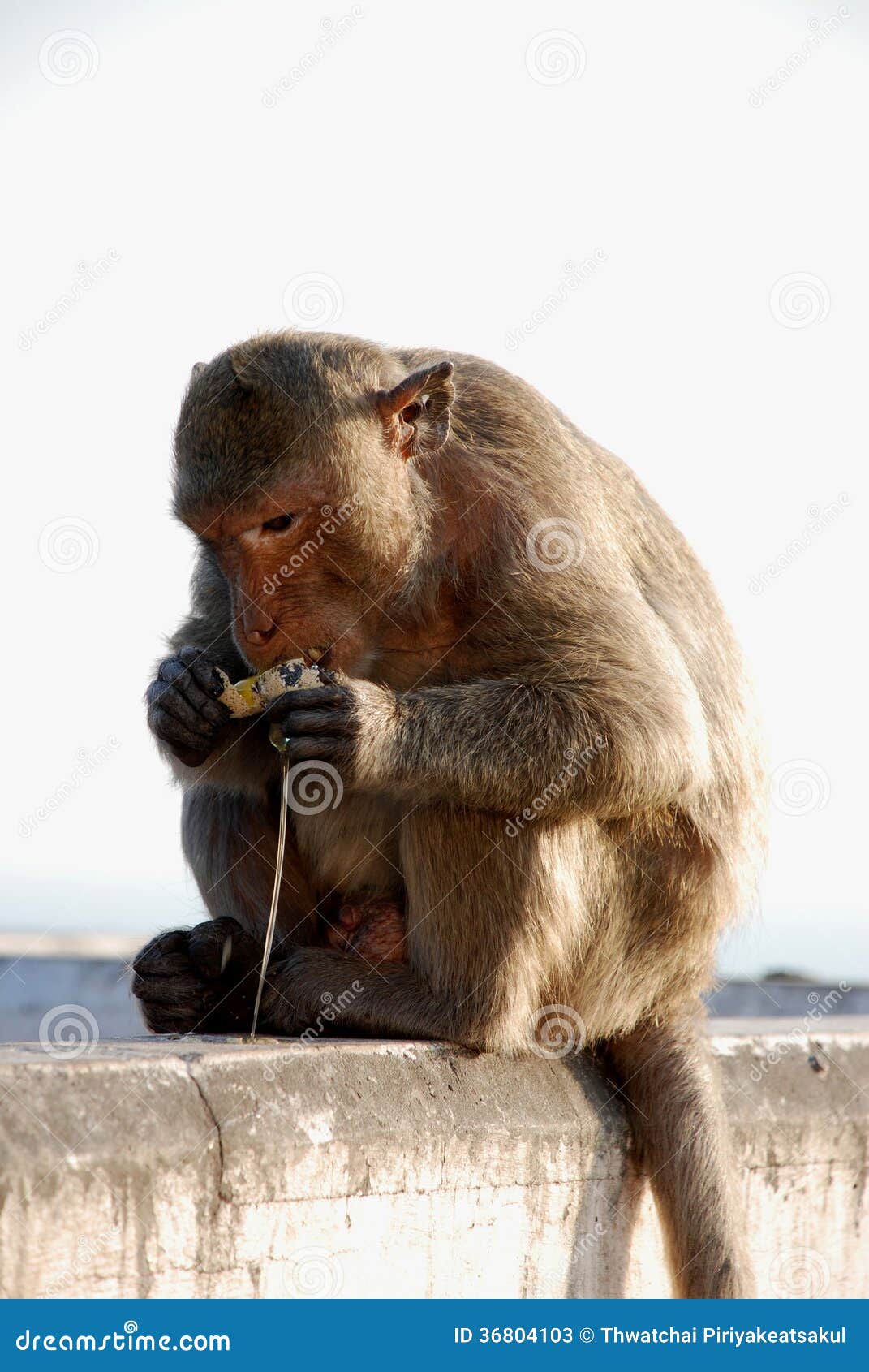 Macaques Thai monkey stock image. Image of playful, sitting - 36804103
