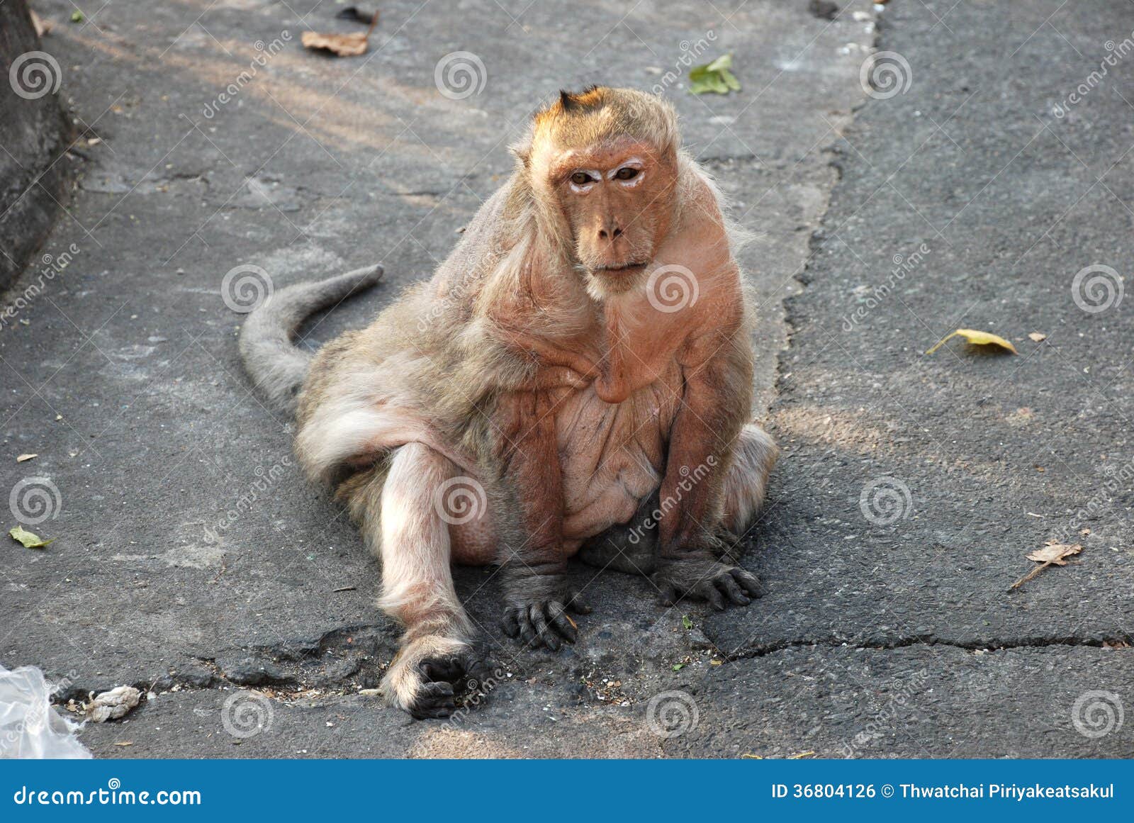Macaques Thai monkey stock photo. Image of full, looking - 36804126